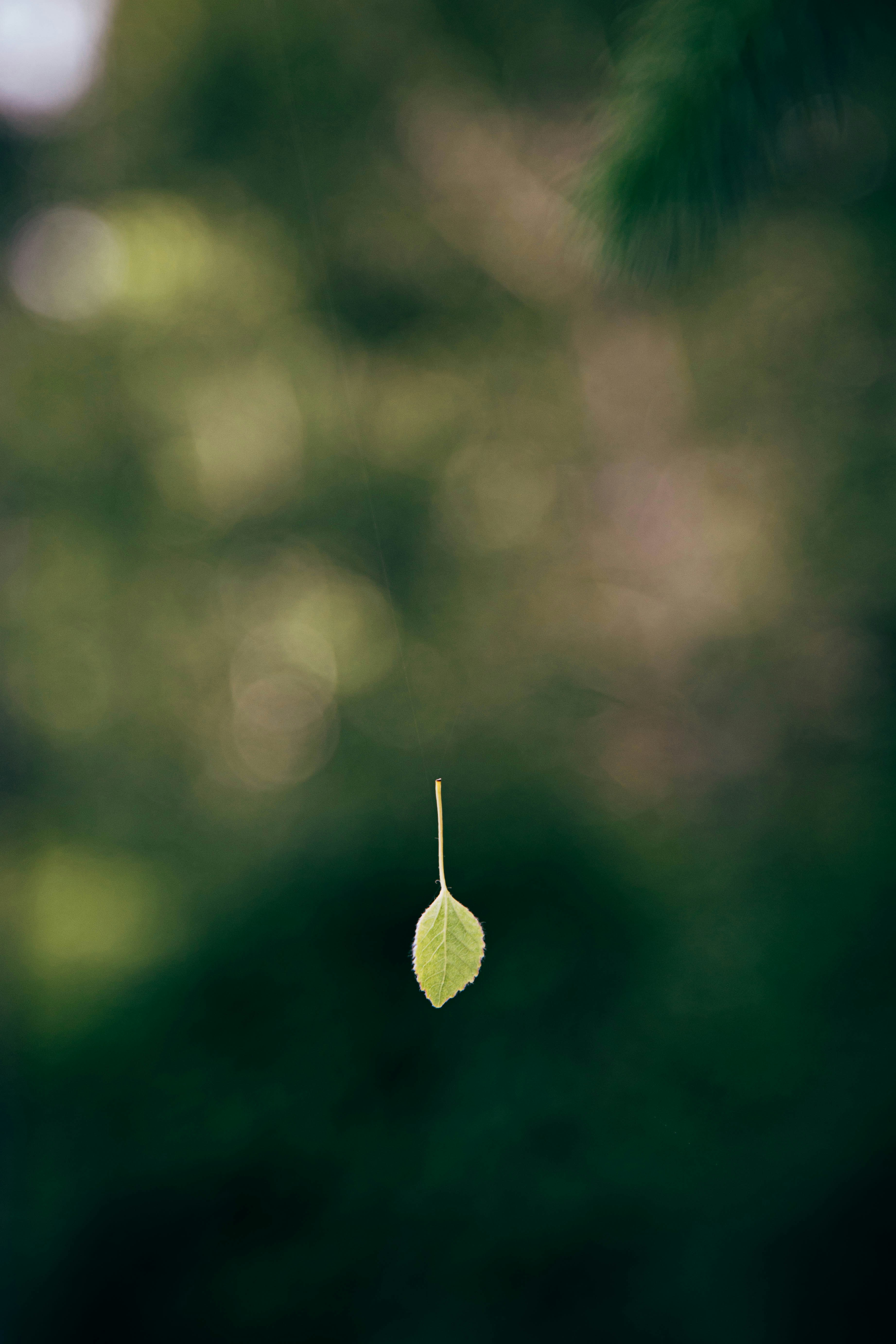 A single leaf hanging from a tree branch photo – Free Leaf Image on ...
