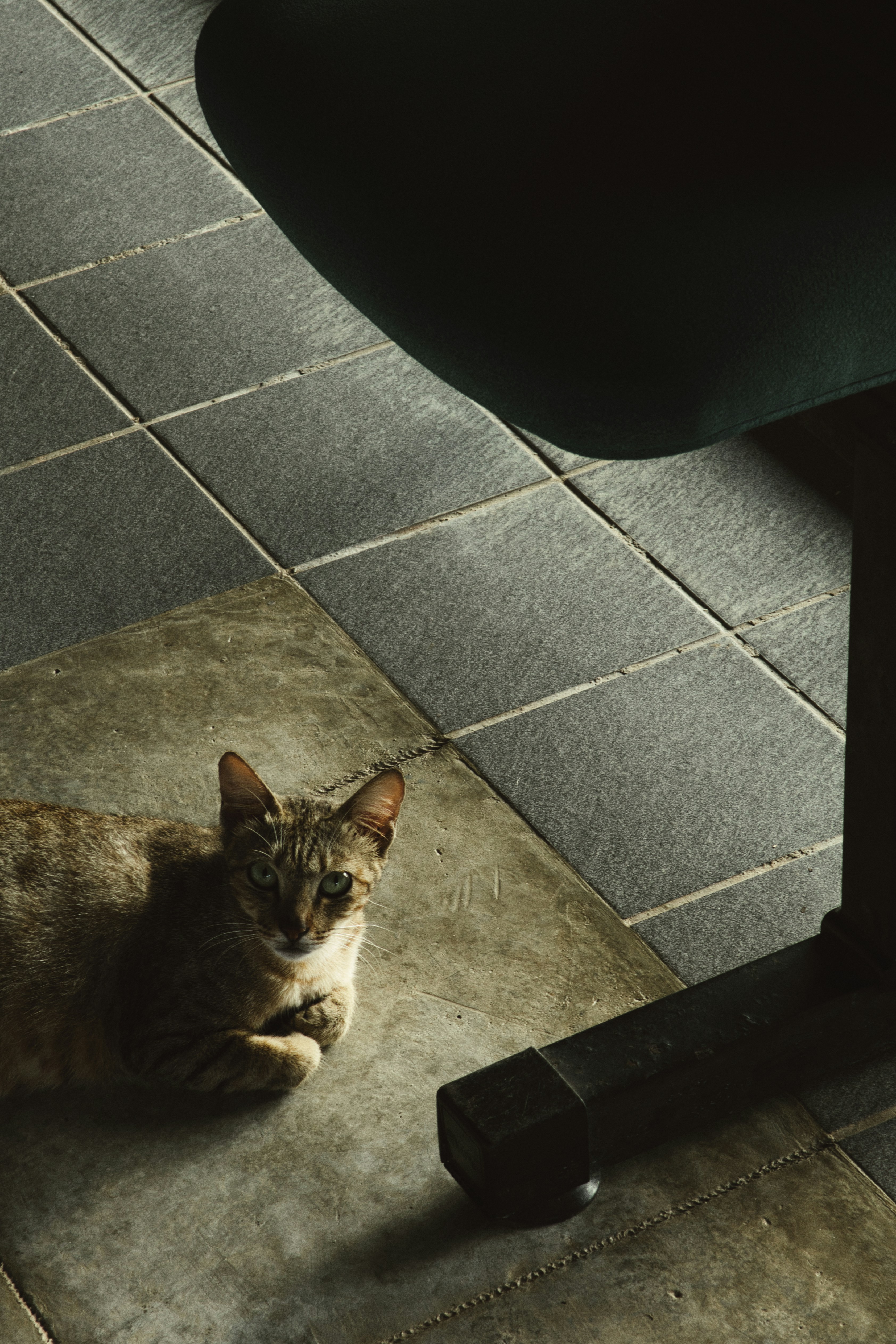 Curious Cat Waits by the Edge of the Tiles