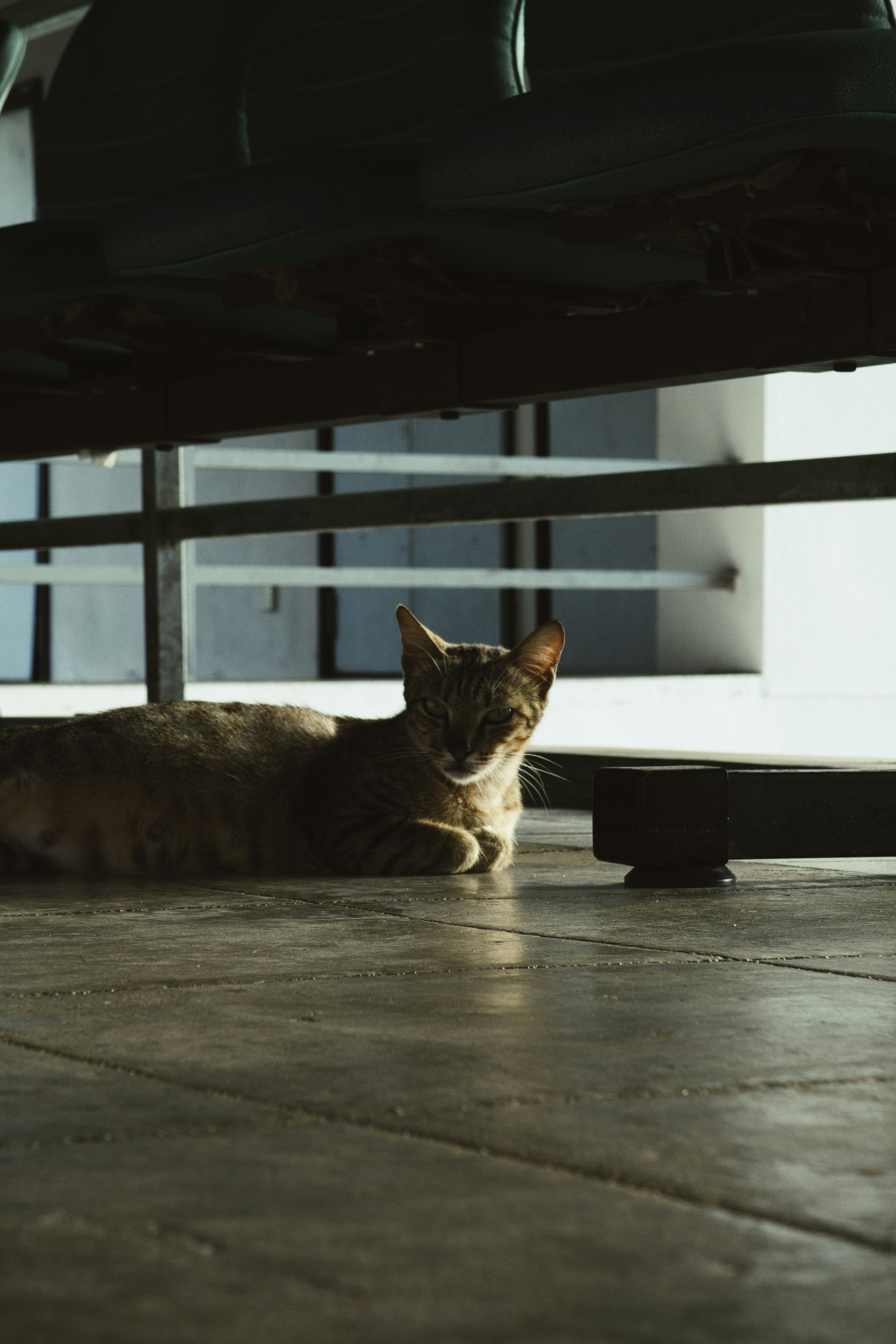 a cat laying on the ground under a car