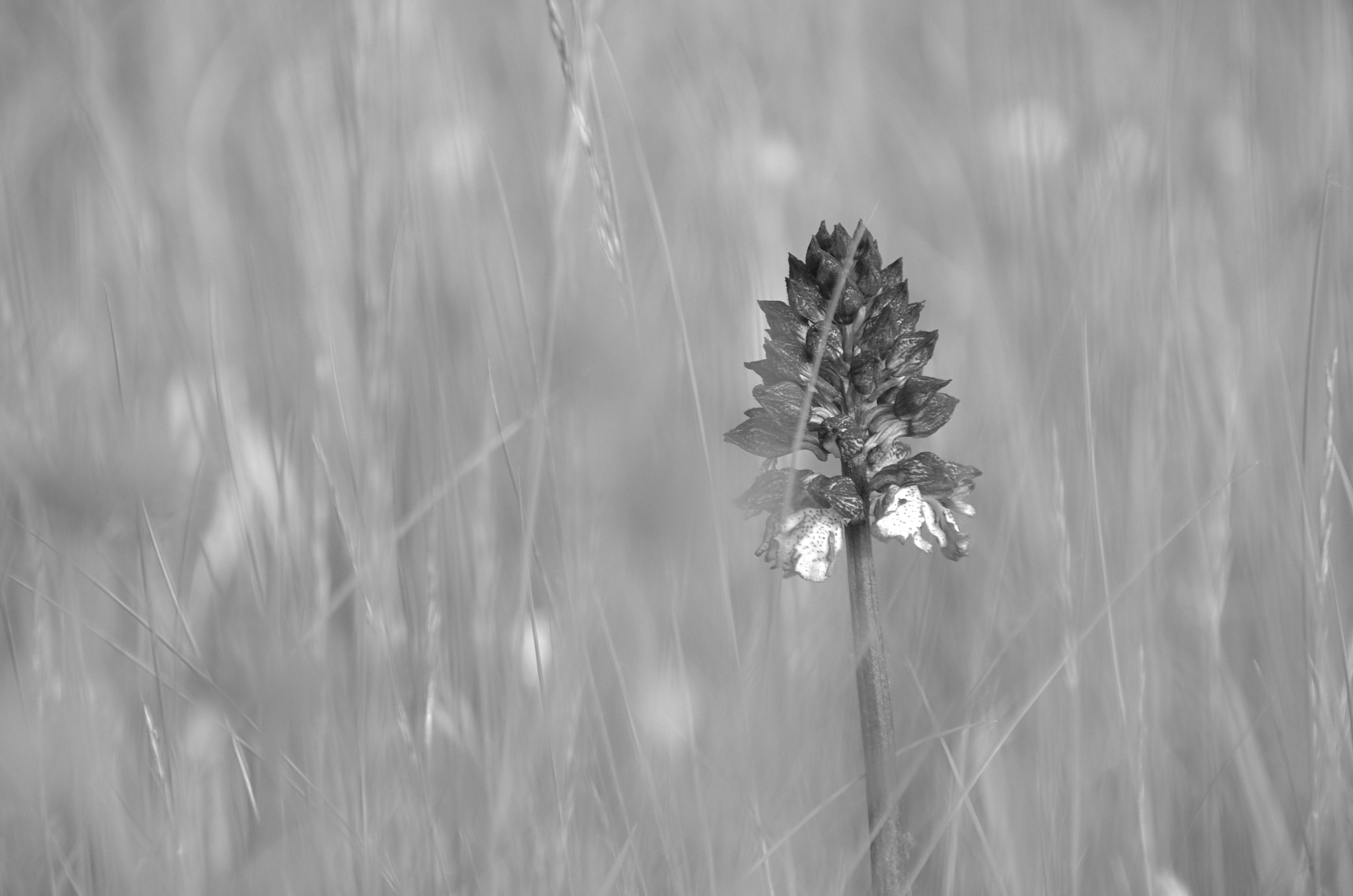  solitary wildflower standing tall in a grayscale meadow
