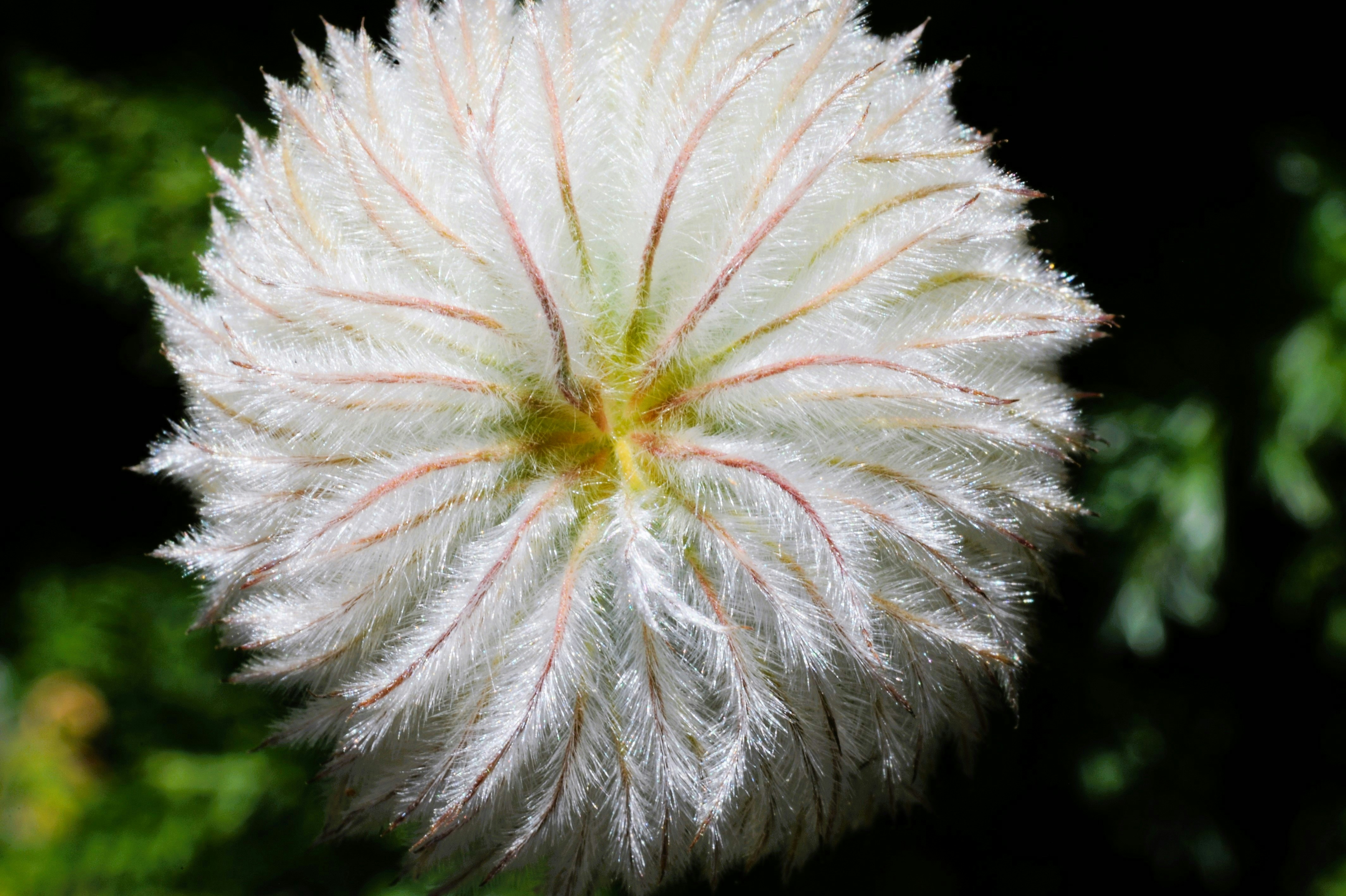White Pasqueflower achenes