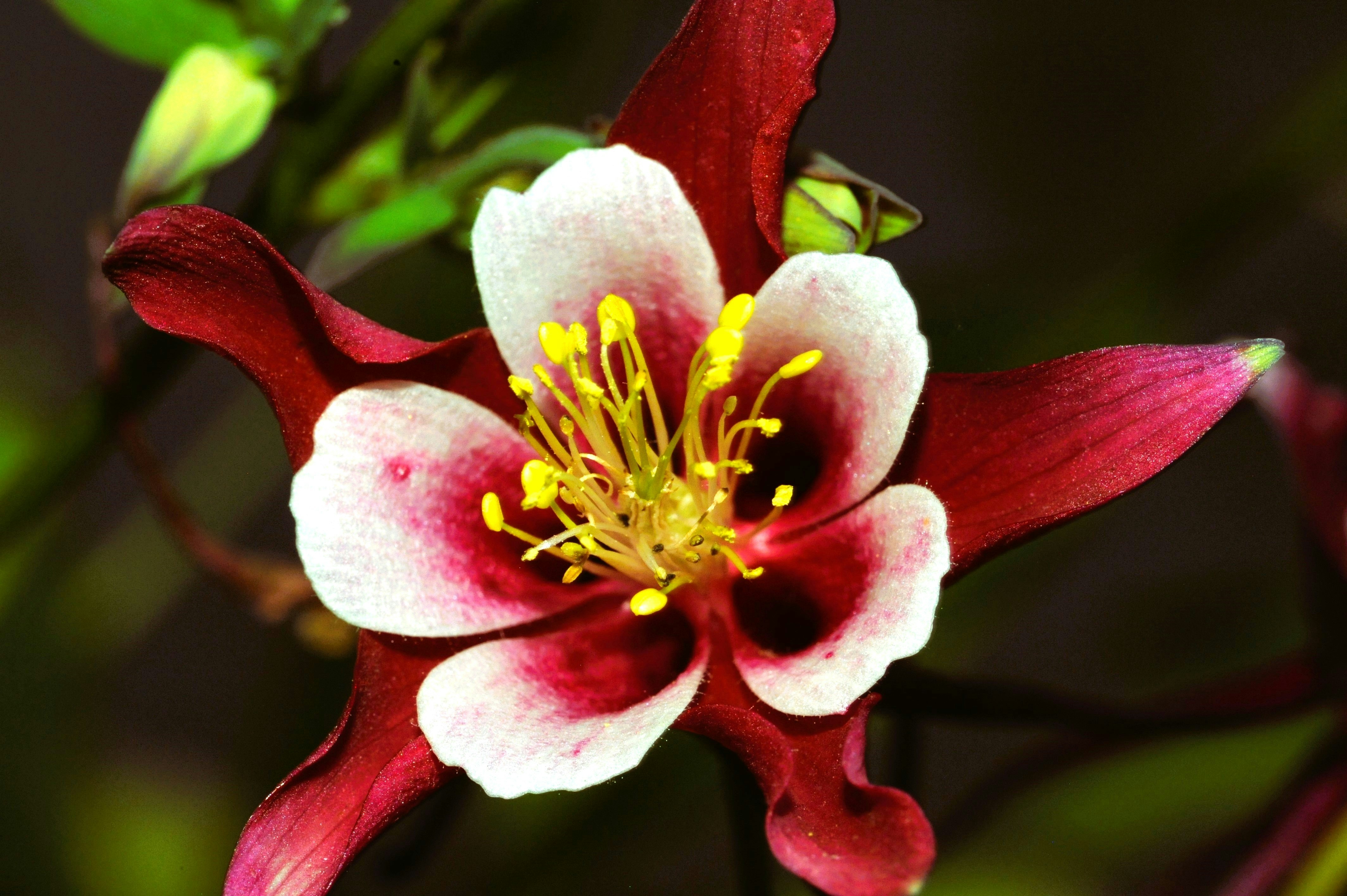 Gros plan d’une fleur rouge et blanche photo – Photo Fleur rouge et ...