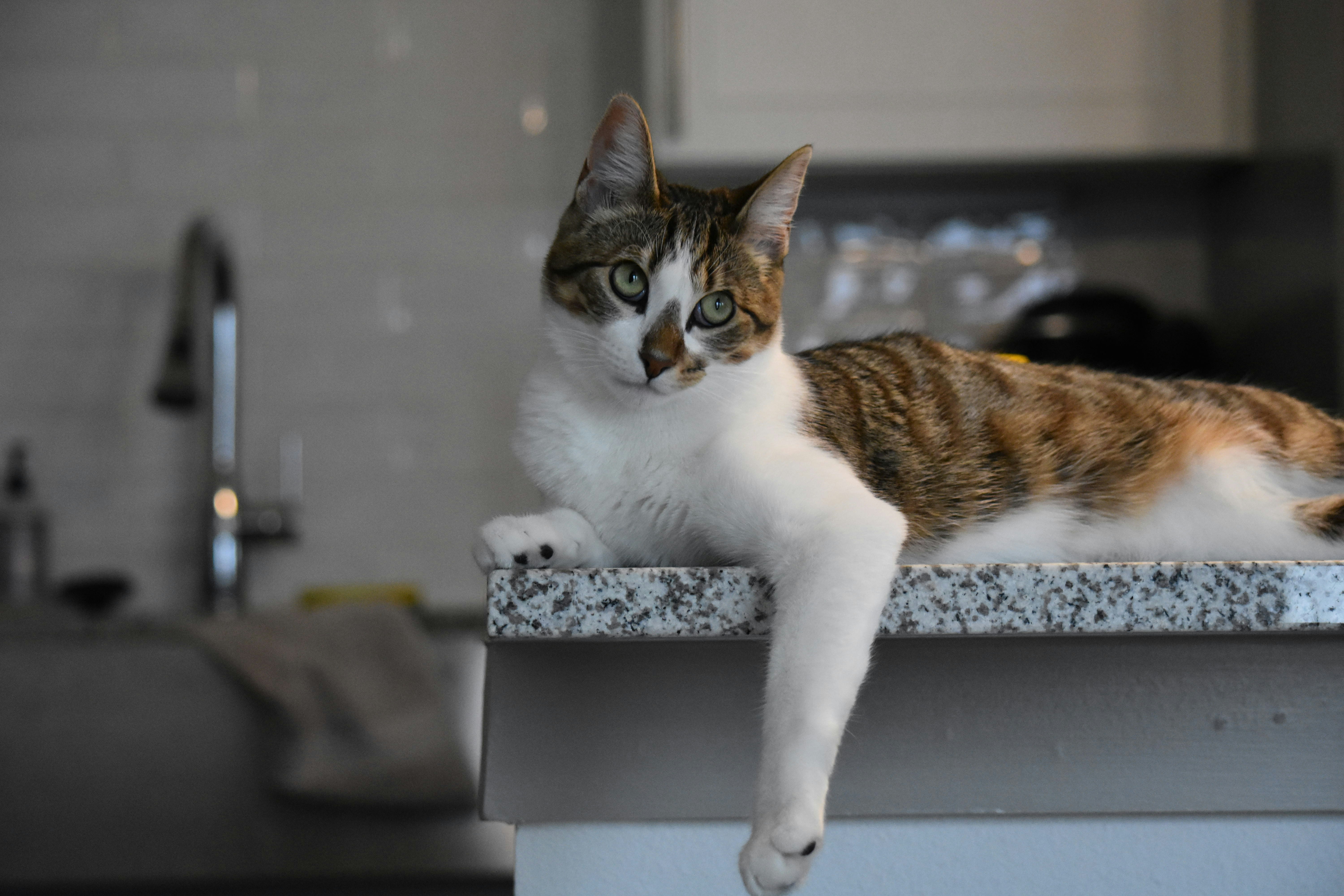 A cat laying on top of a counter in a kitchen photo – Free Houston ...