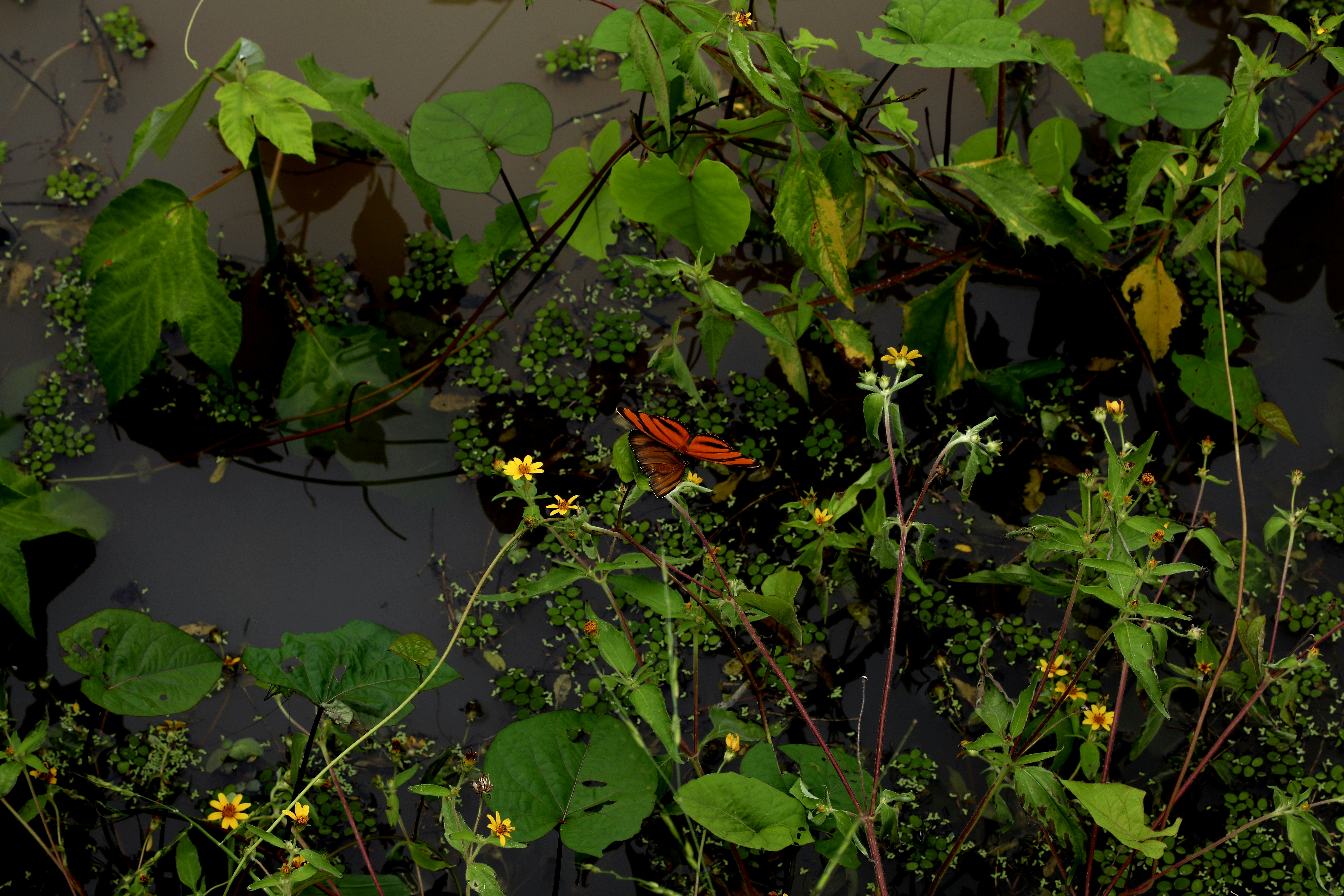 Vibrant red dragonfly perched on lush green foliage near water.