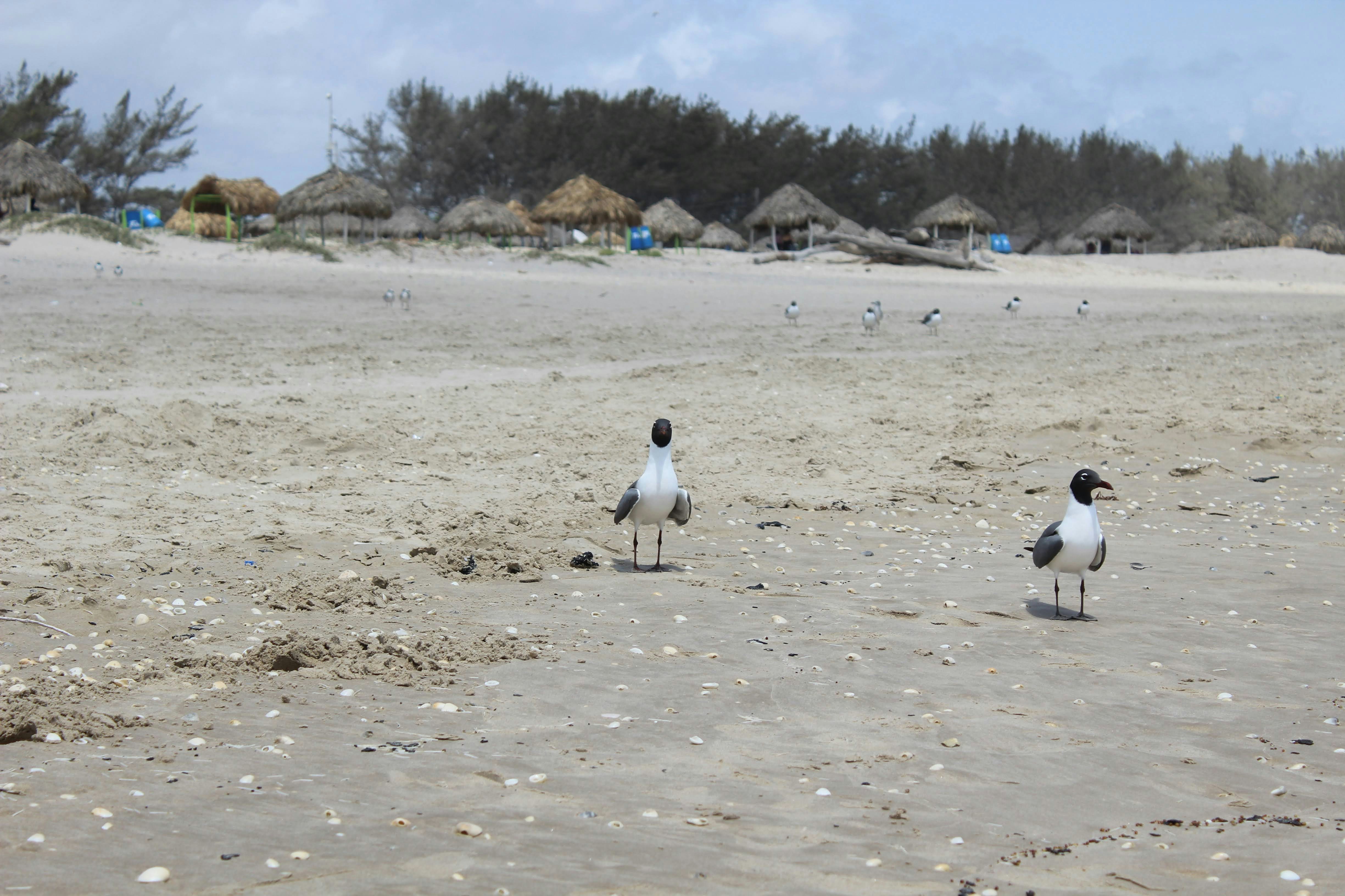 a couple of birds standing on top of a sandy beach