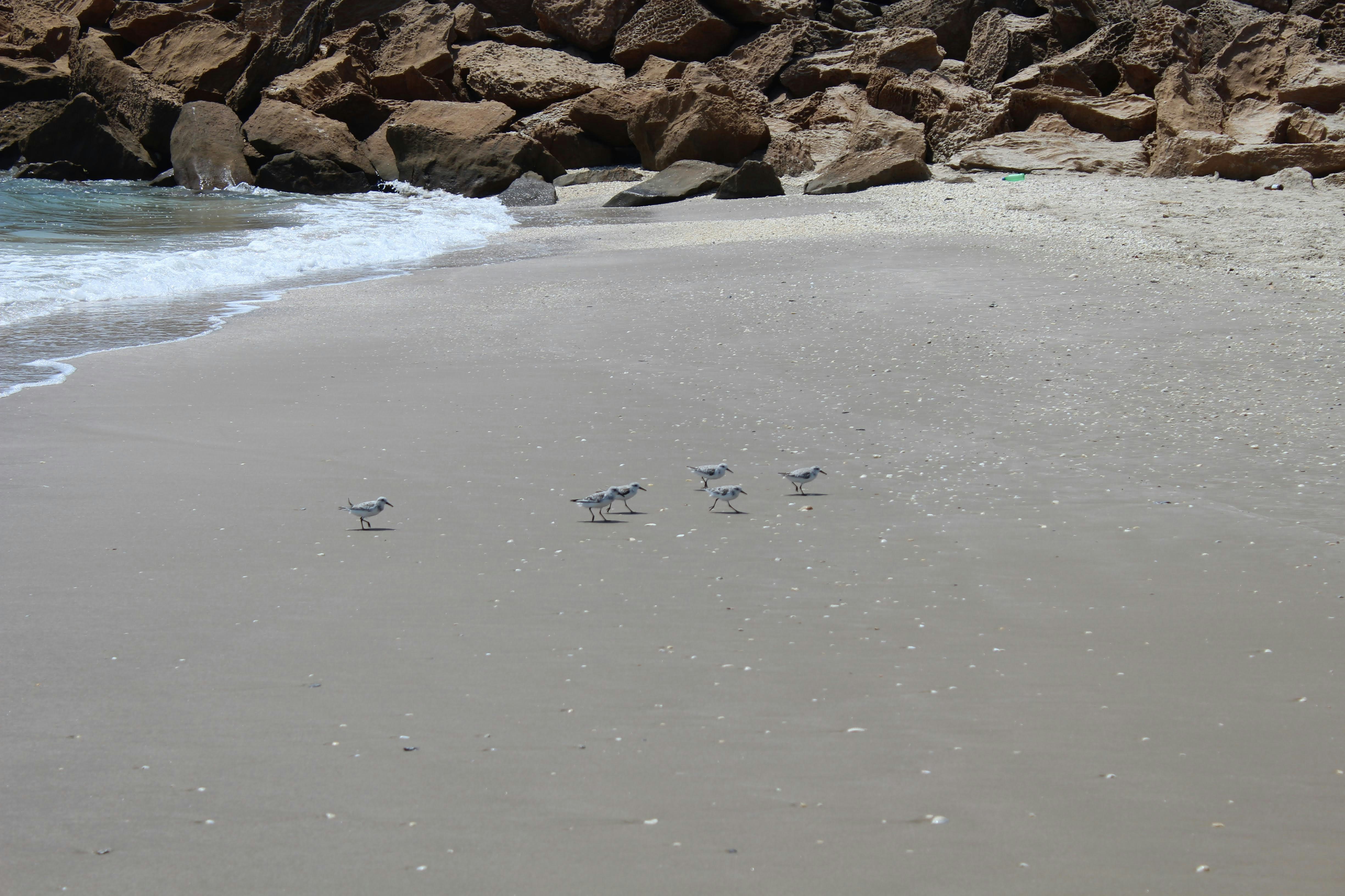 a group of birds standing on top of a sandy beach