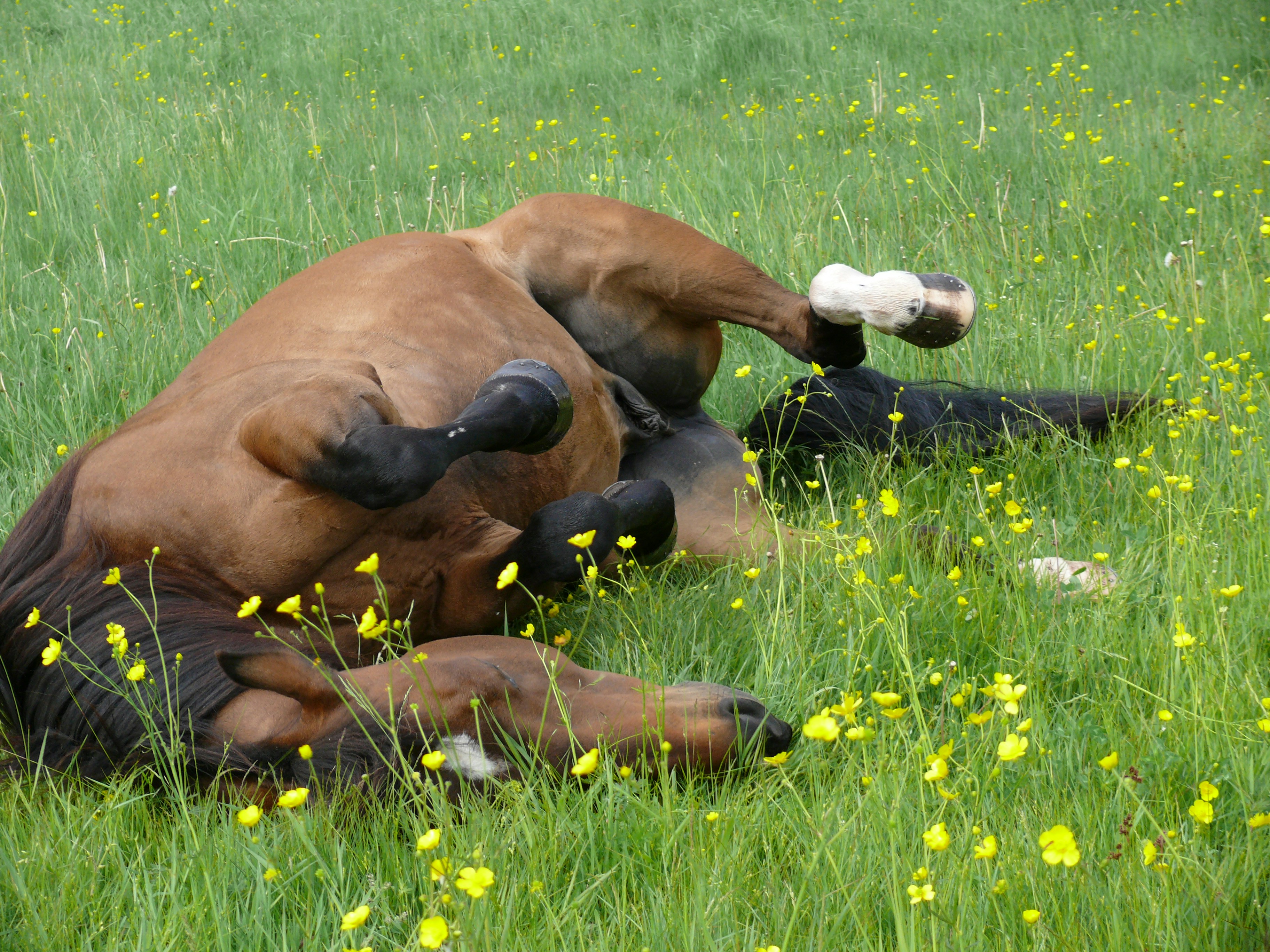 Brown horse resting on a sunlit grassy meadow speckled with yellow wildflowers.
