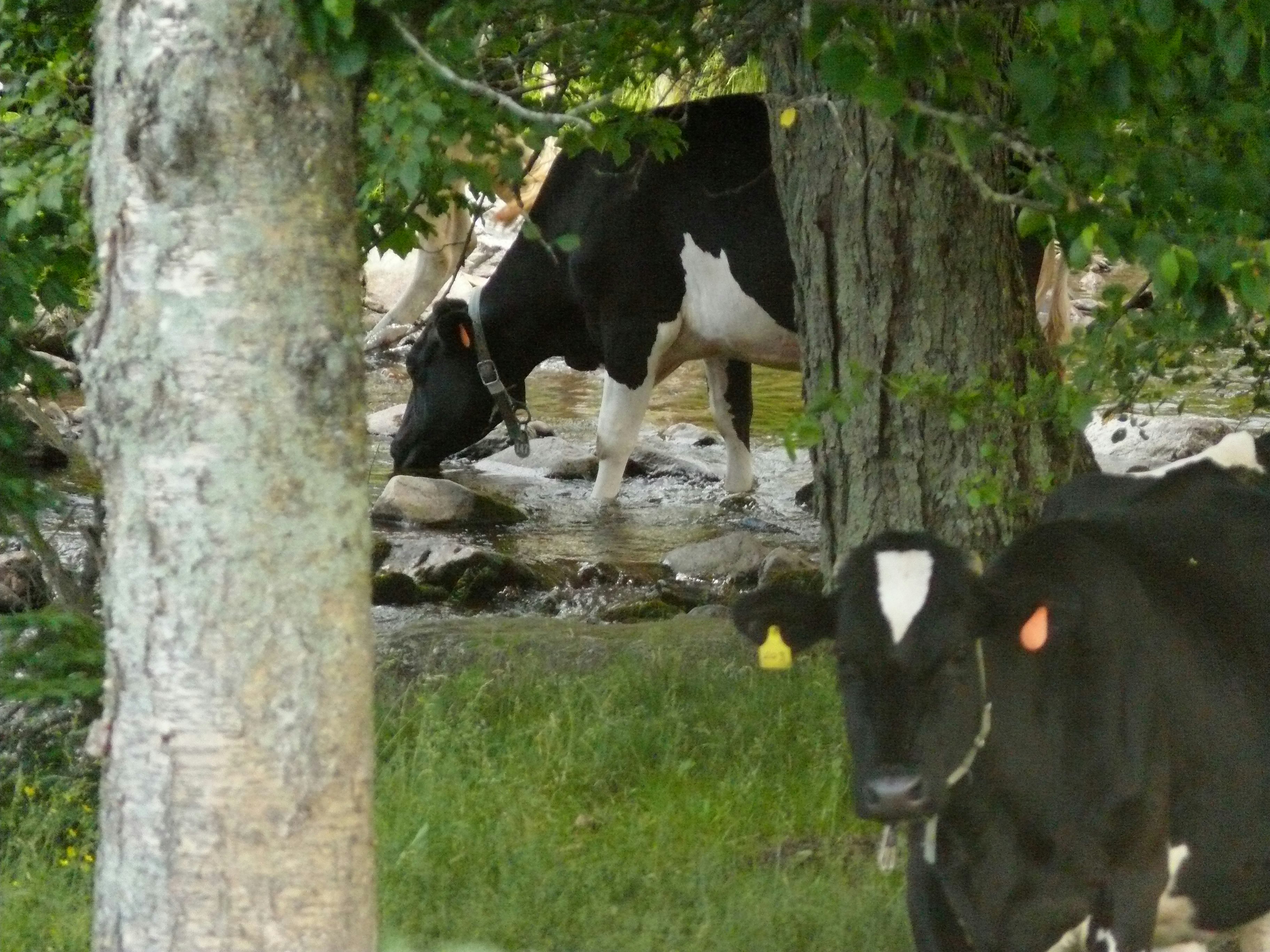 A black and white cow grazing peacefully by a stream, framed by lush greenery and a nearby tree. This tranquil scene captures the essence of rural life.