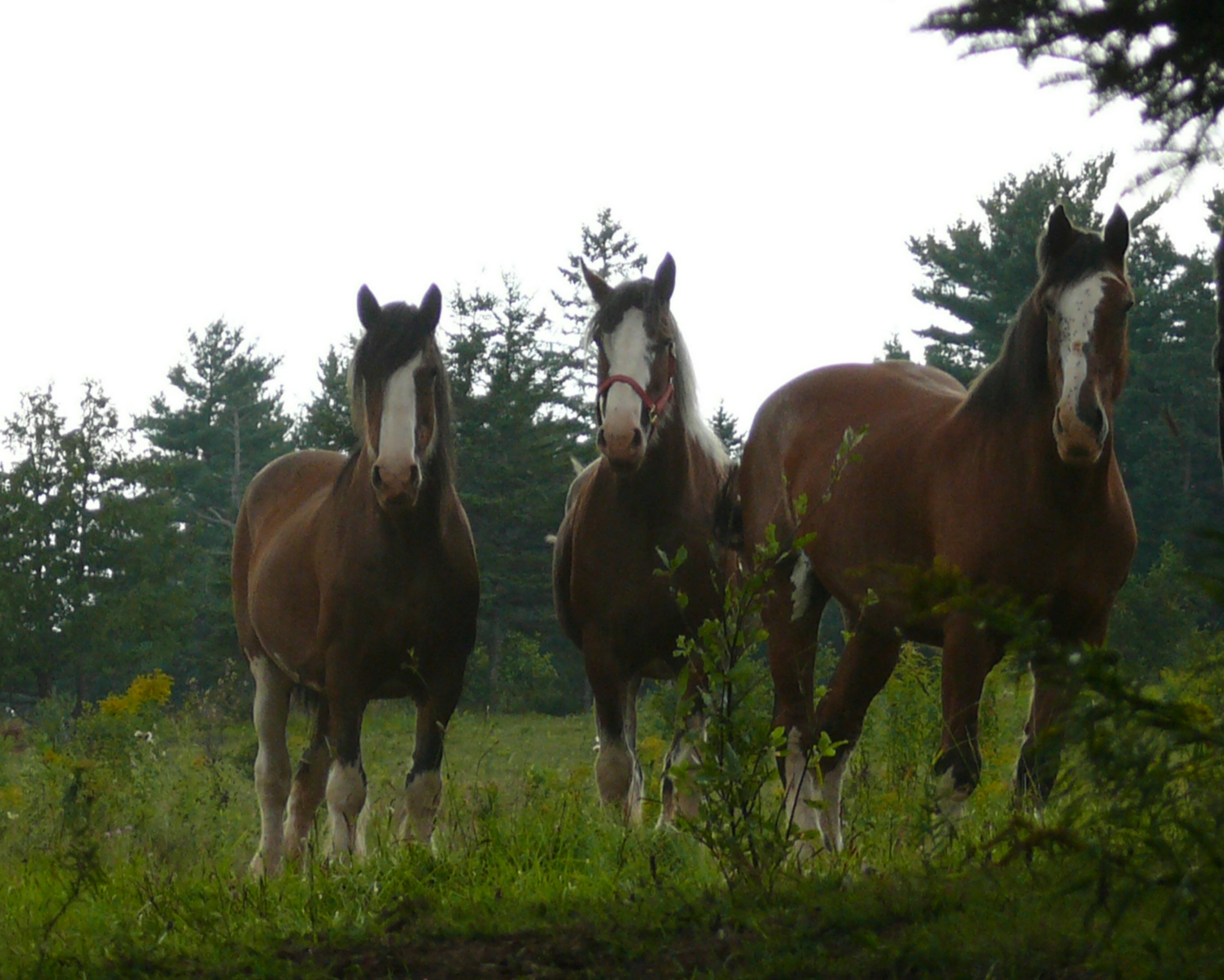 Trois chevaux se tiennent debout dans un champ herbeux photo – Image ...