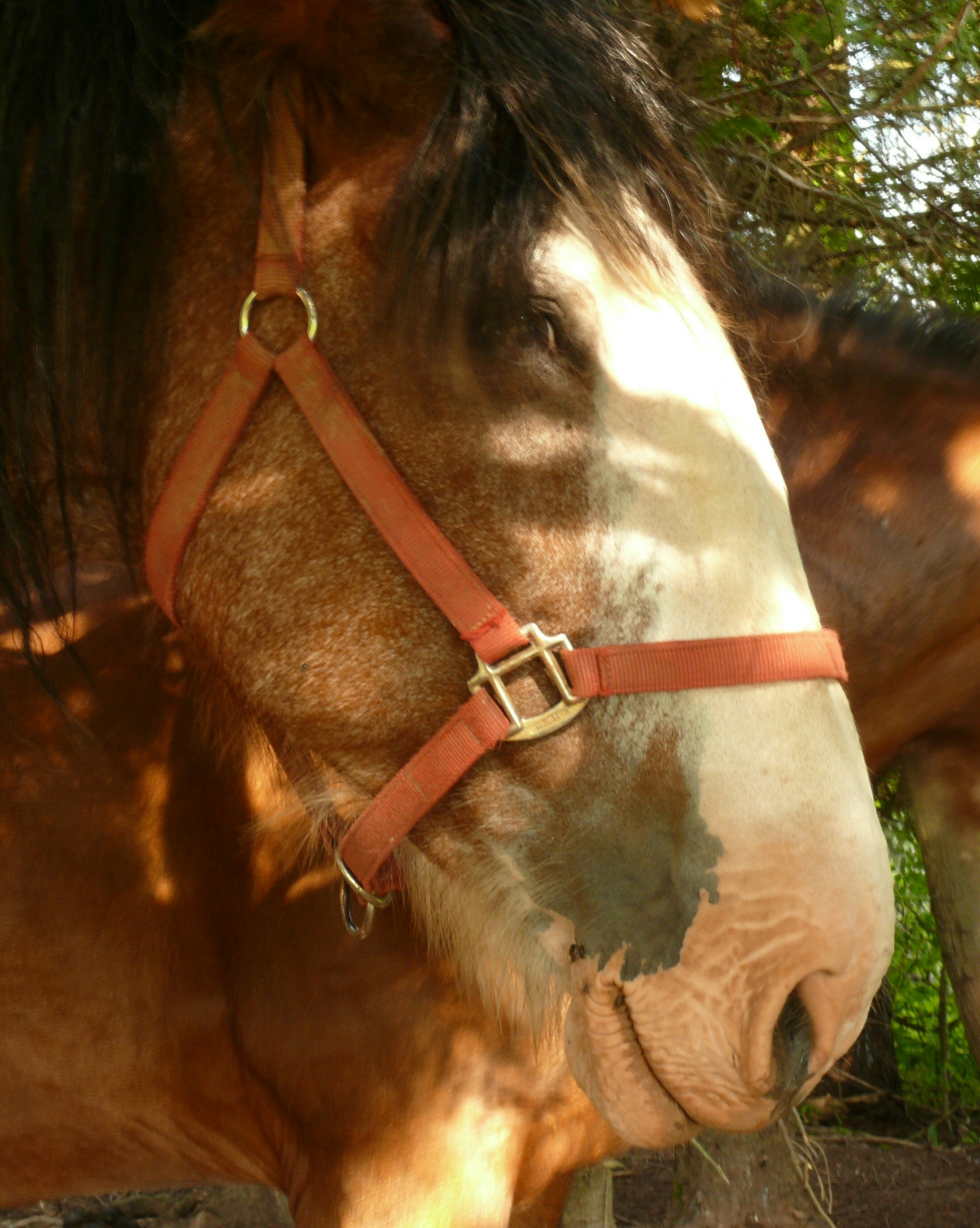 Close-up photograph of a horse's head wearing a red halter, with warm sunlit tones and soft shadows.