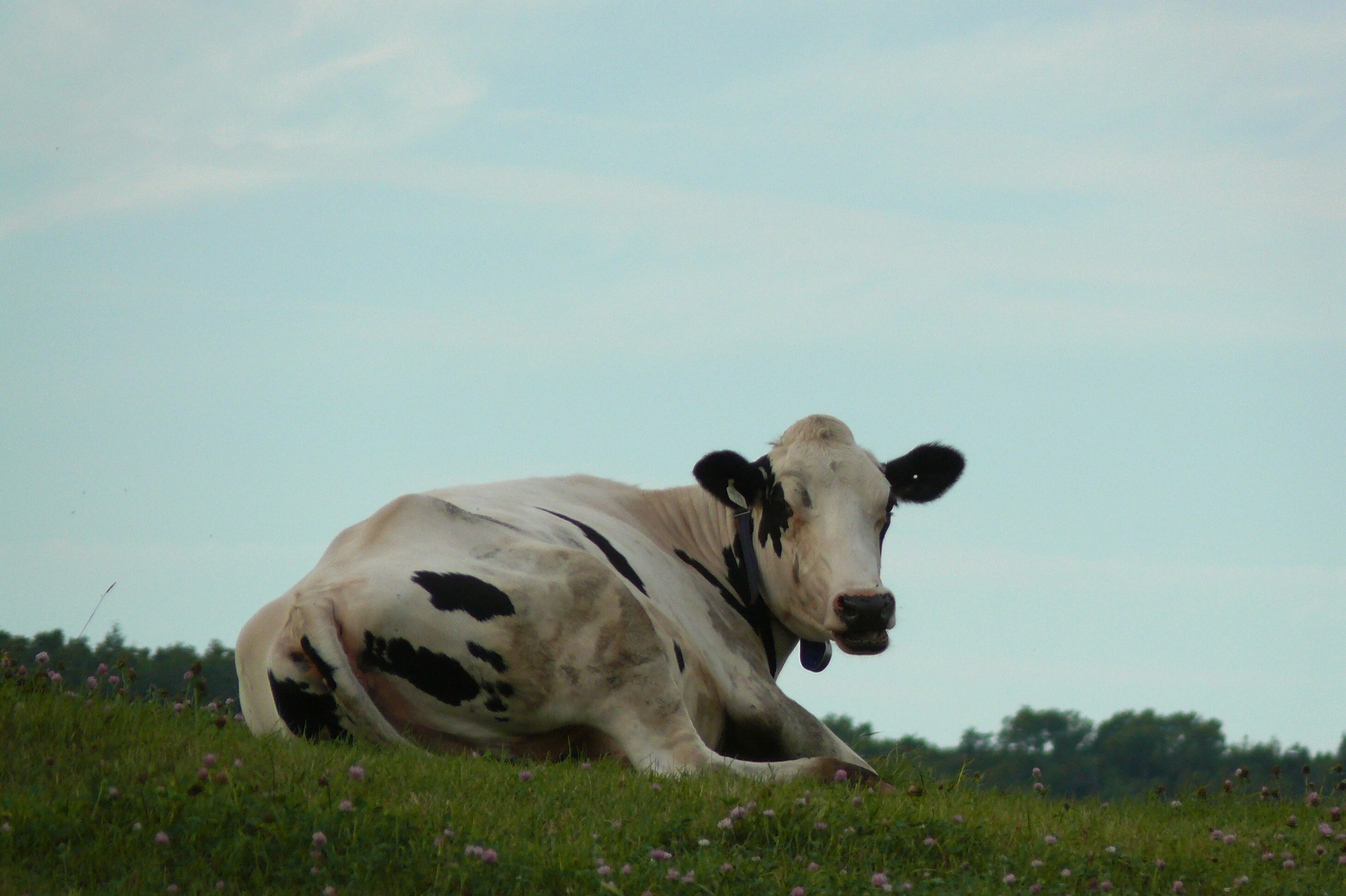 Foto Una vaca acostada en un campo de hierba – Imagen Vaca gratis en ...
