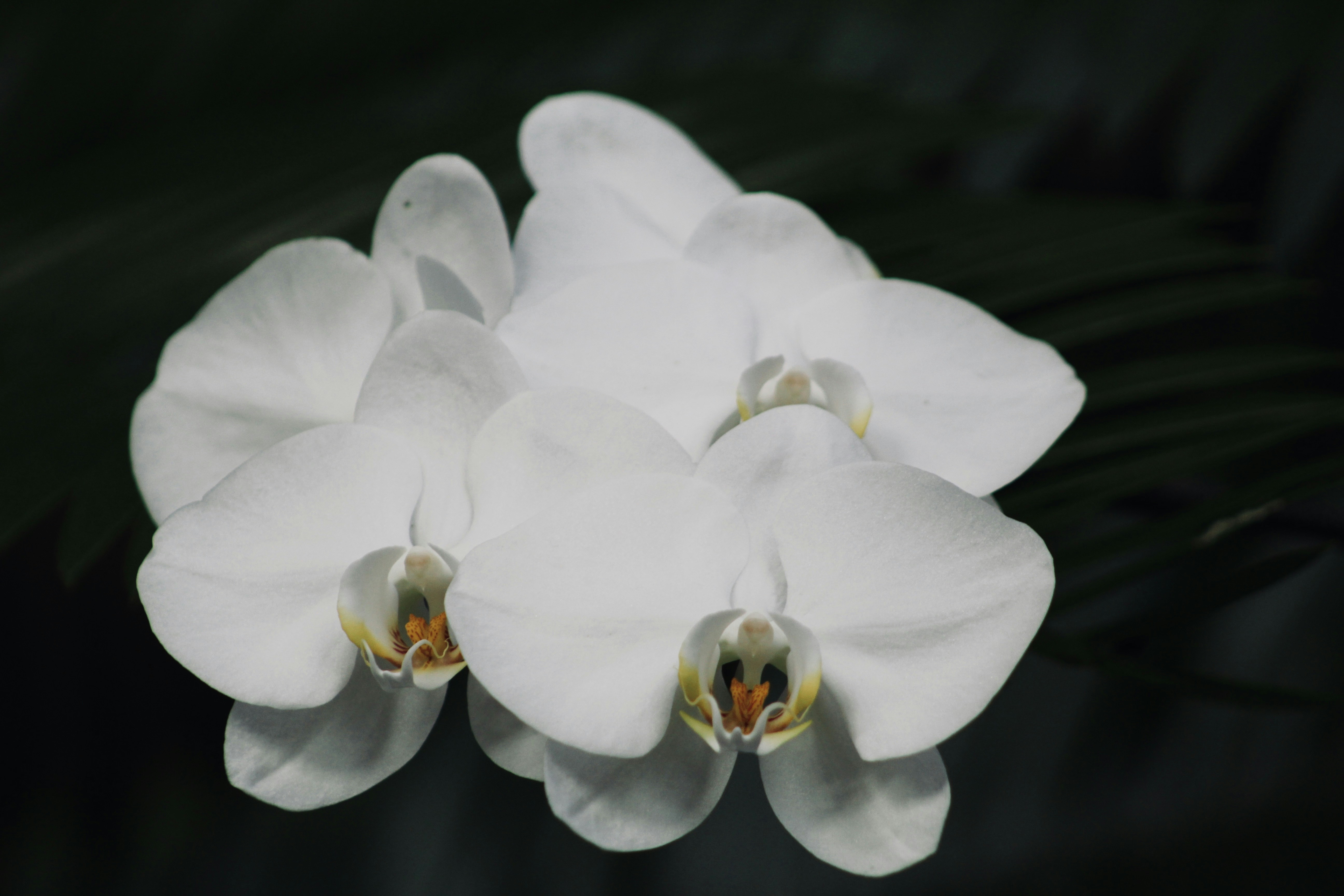 Cluster of white orchids with delicate petals set against dark green foliage.