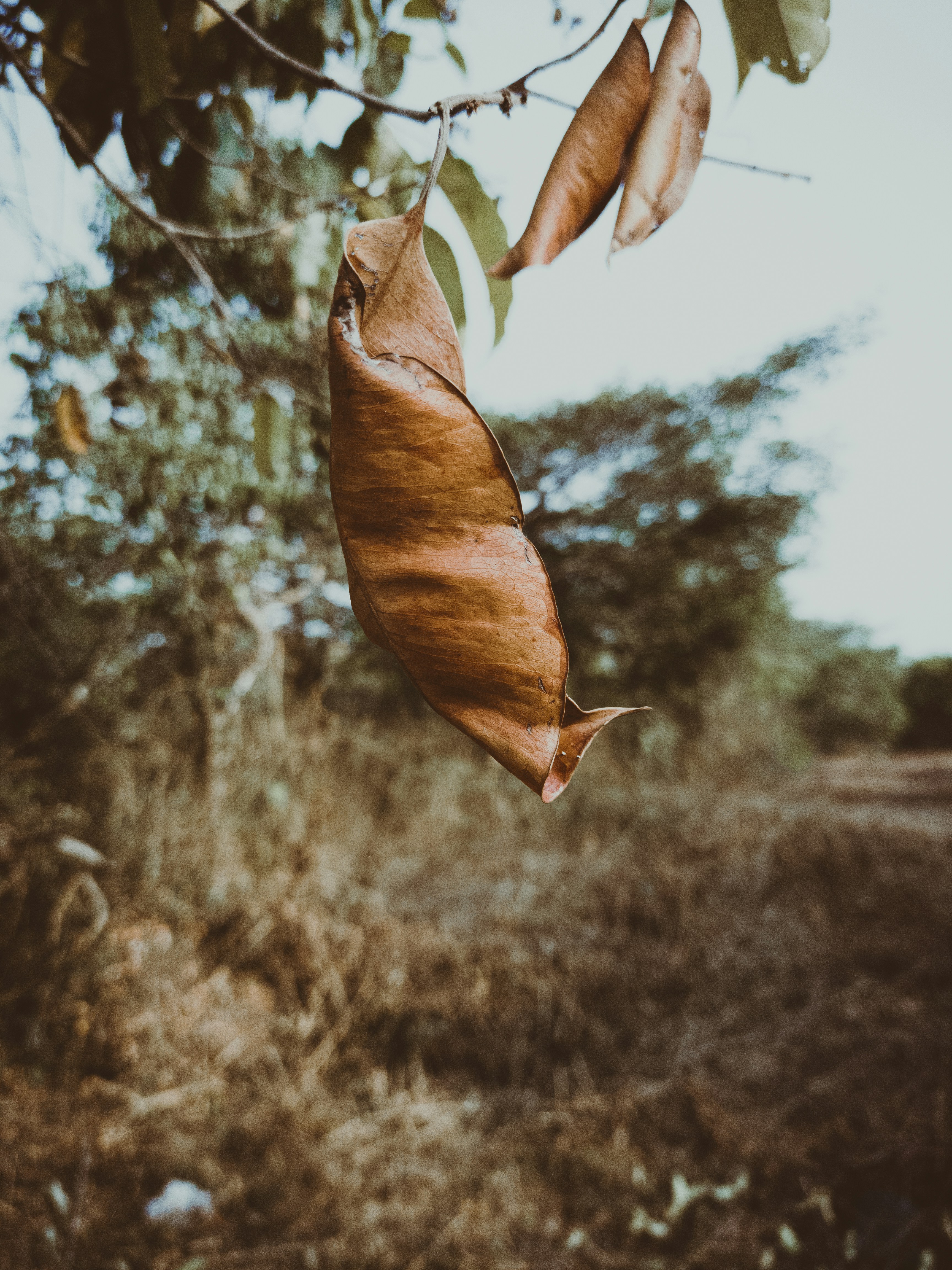 A solitary dried leaf clings to a branch, surrounded by a blurred backdrop of greenery and earth tones. The scene captures the transient beauty of nature in decay.