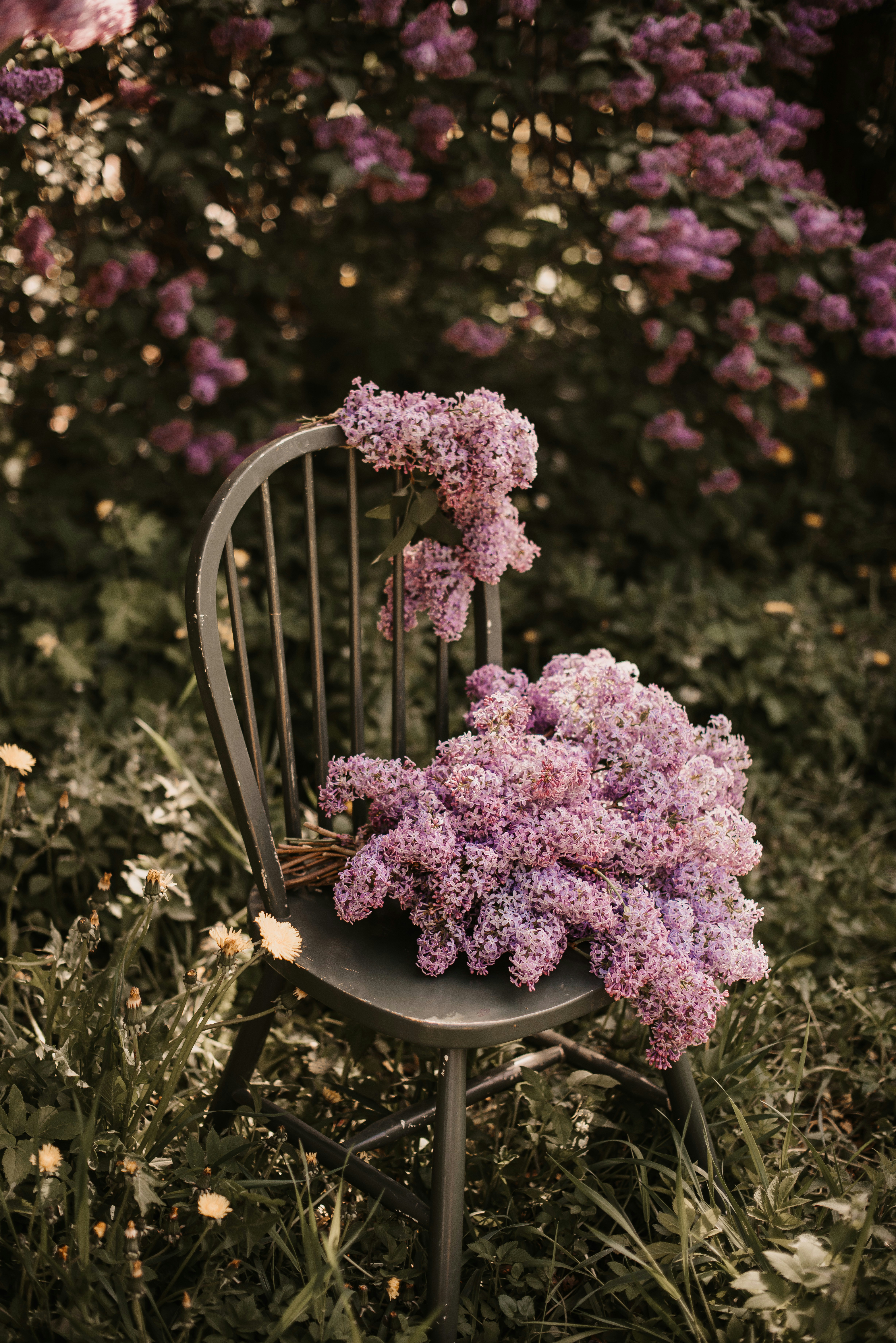 A chair with a bunch of purple flowers on it photo – Free Plant Image ...