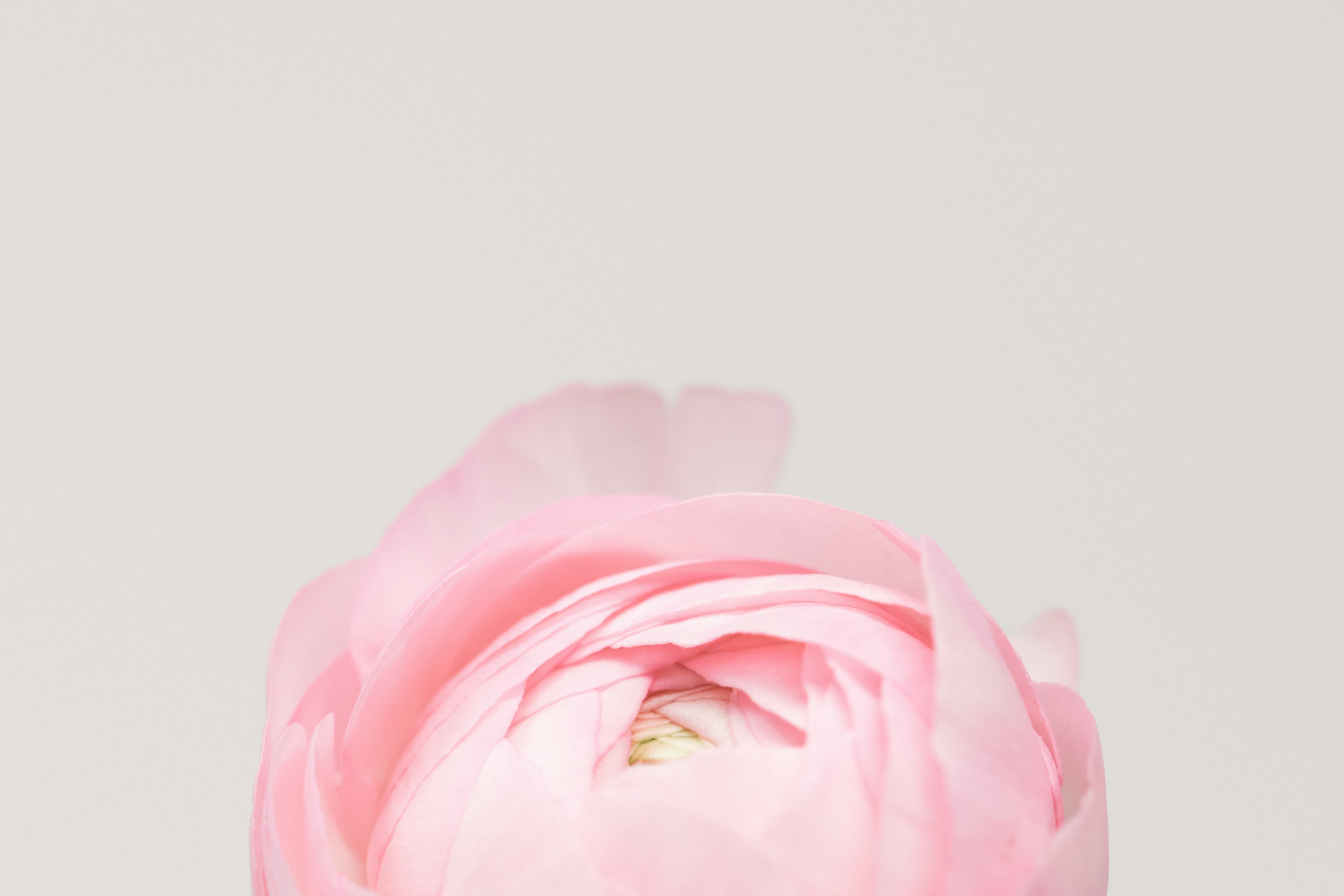 A single pink flower with a white background photo – Free Flower Image ...