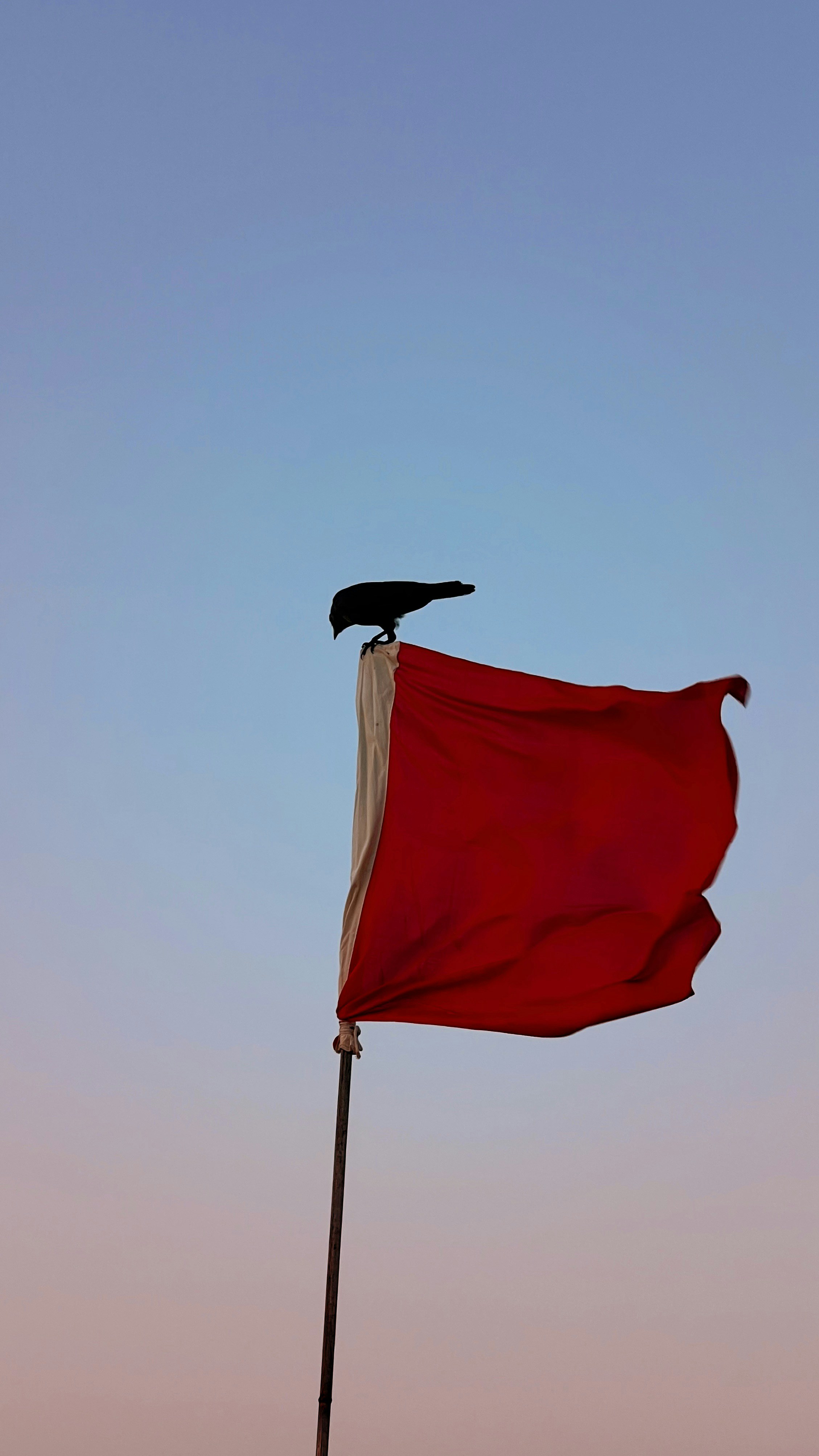 A black bird sitting on top of a red flag photo – Free Goa Image on ...