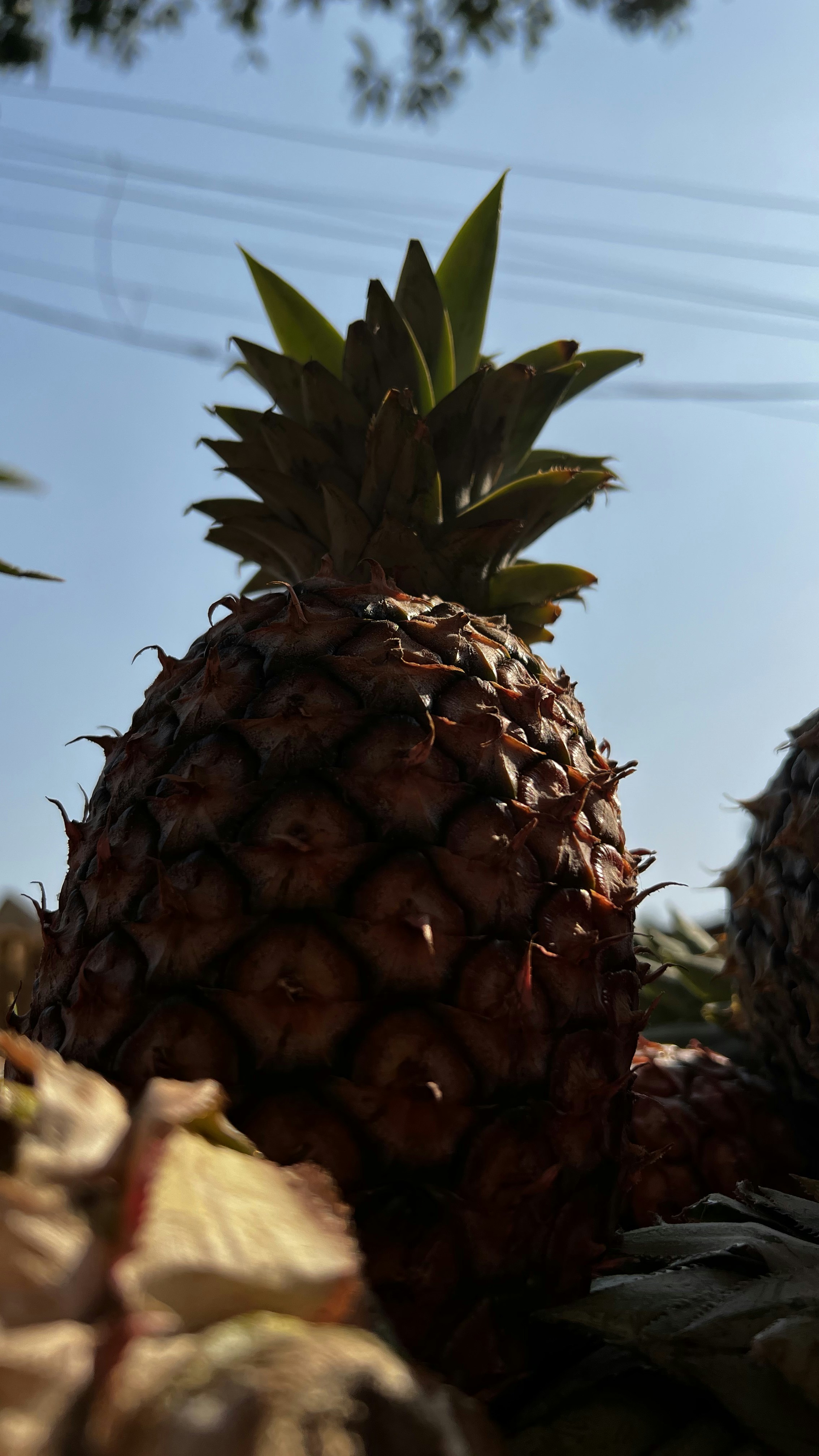 a close up of a pineapple on a sunny day