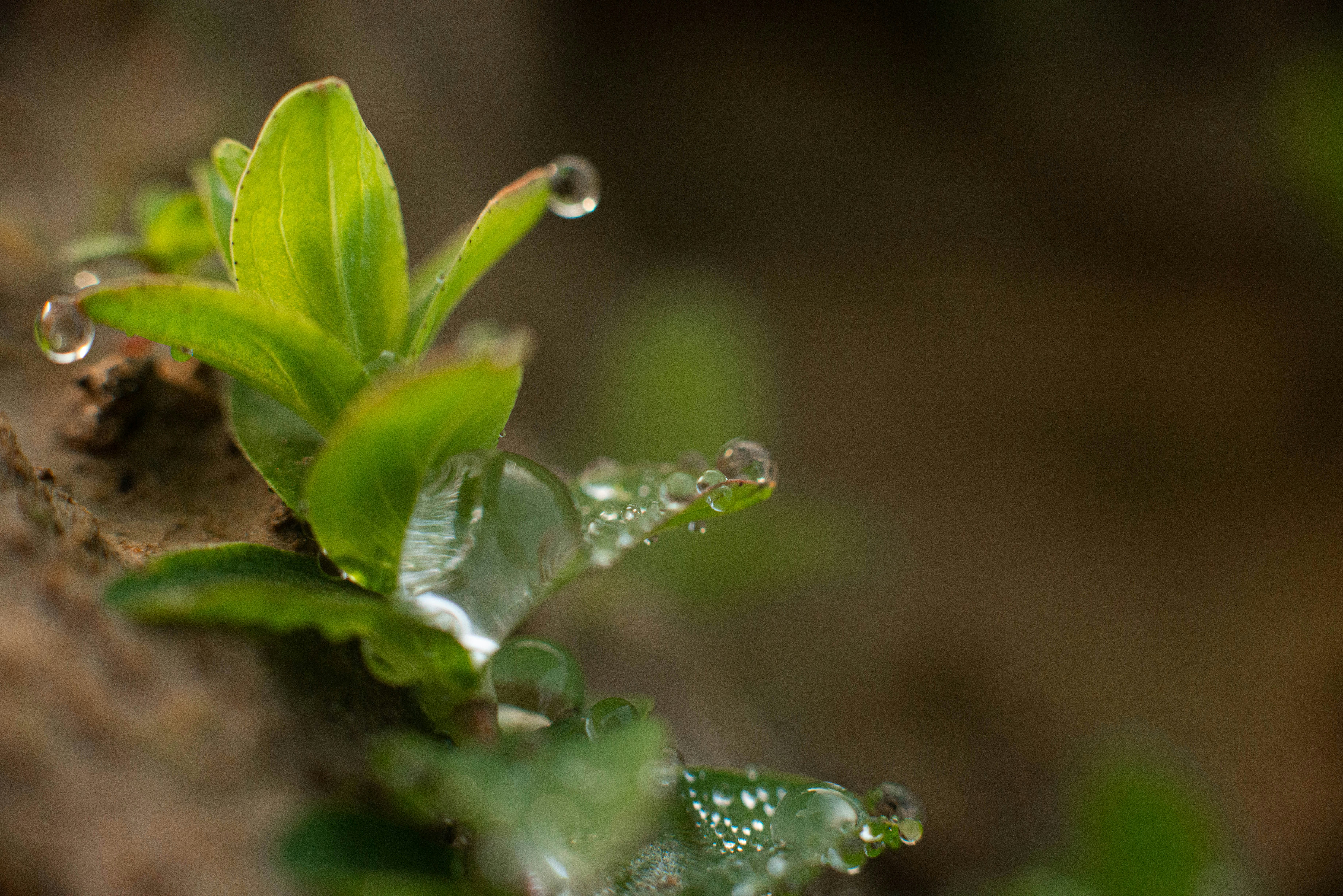 A plant on dirt, with water drops