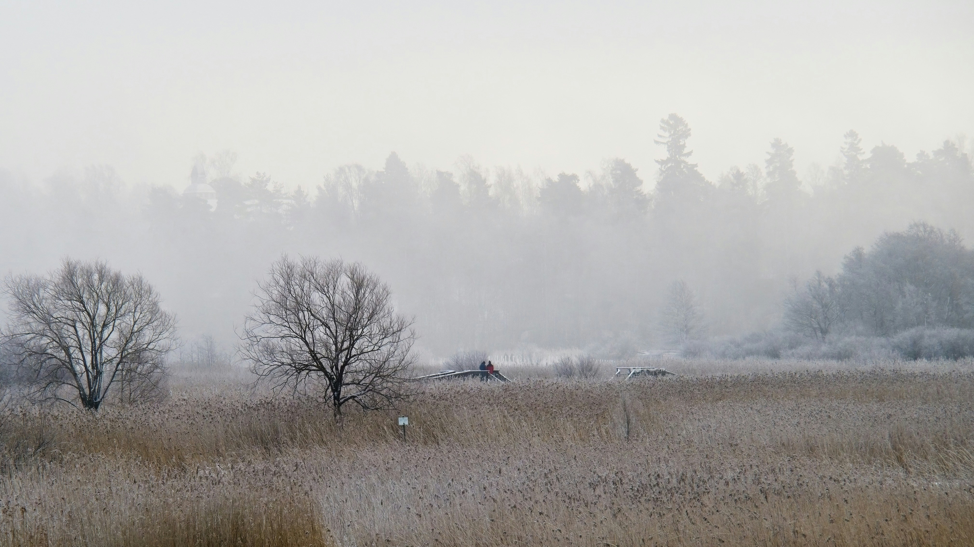 Dawn Mist Over Frosted Field: Silhouettes Across the Reedland