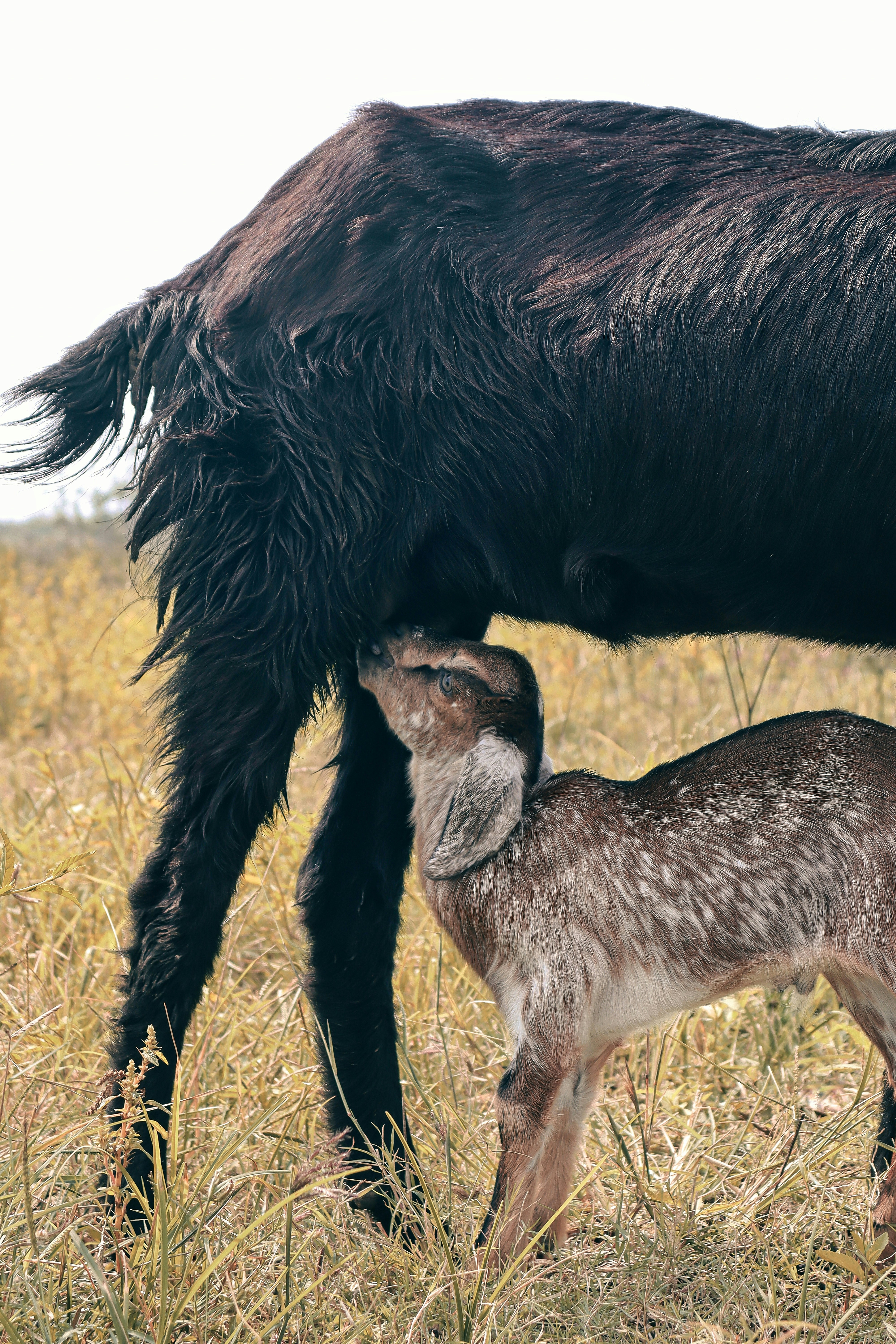 A baby goat nursing from its mother in a field photo – Free Animal ...