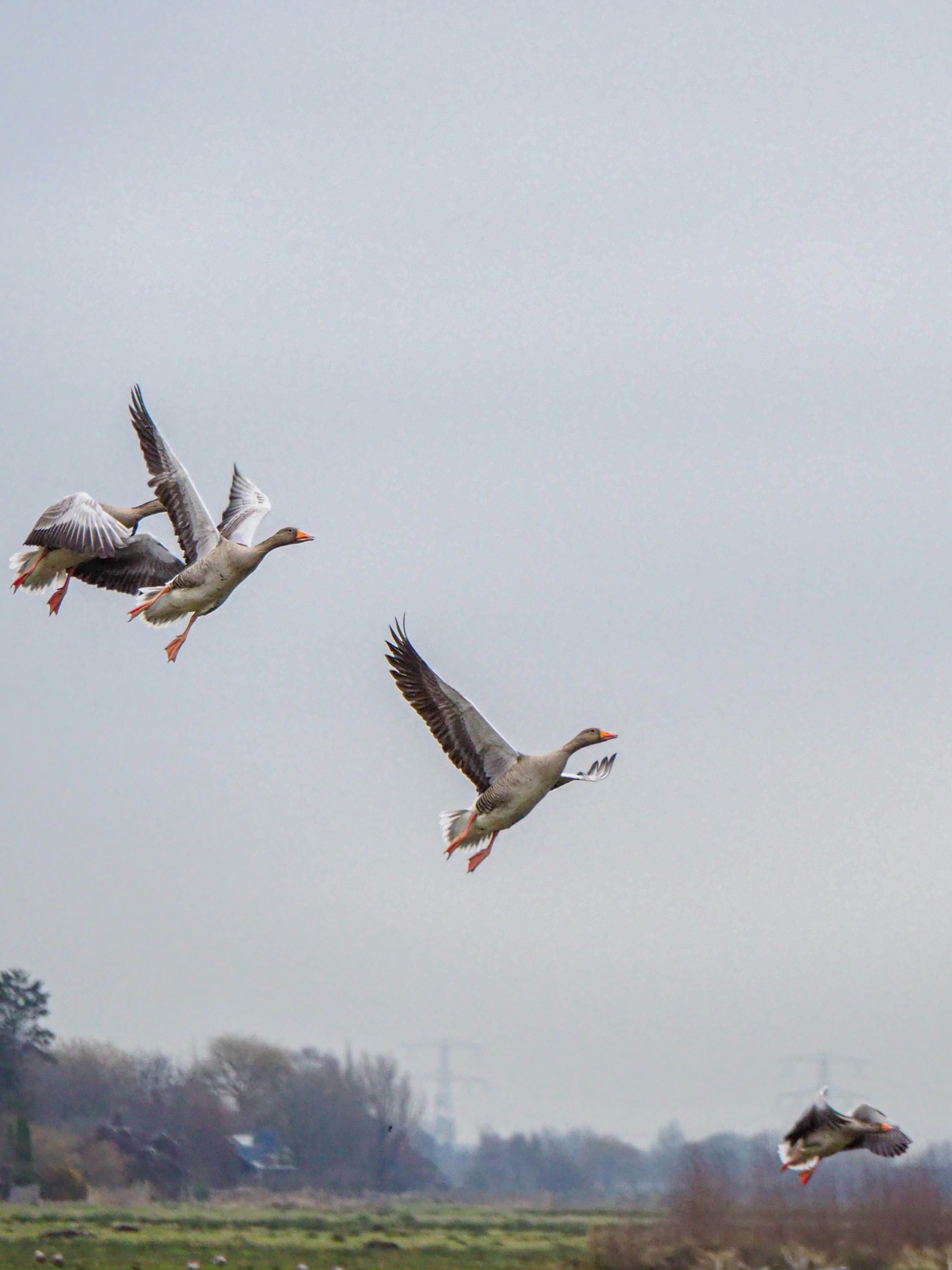 Flying gooses. 🕊️