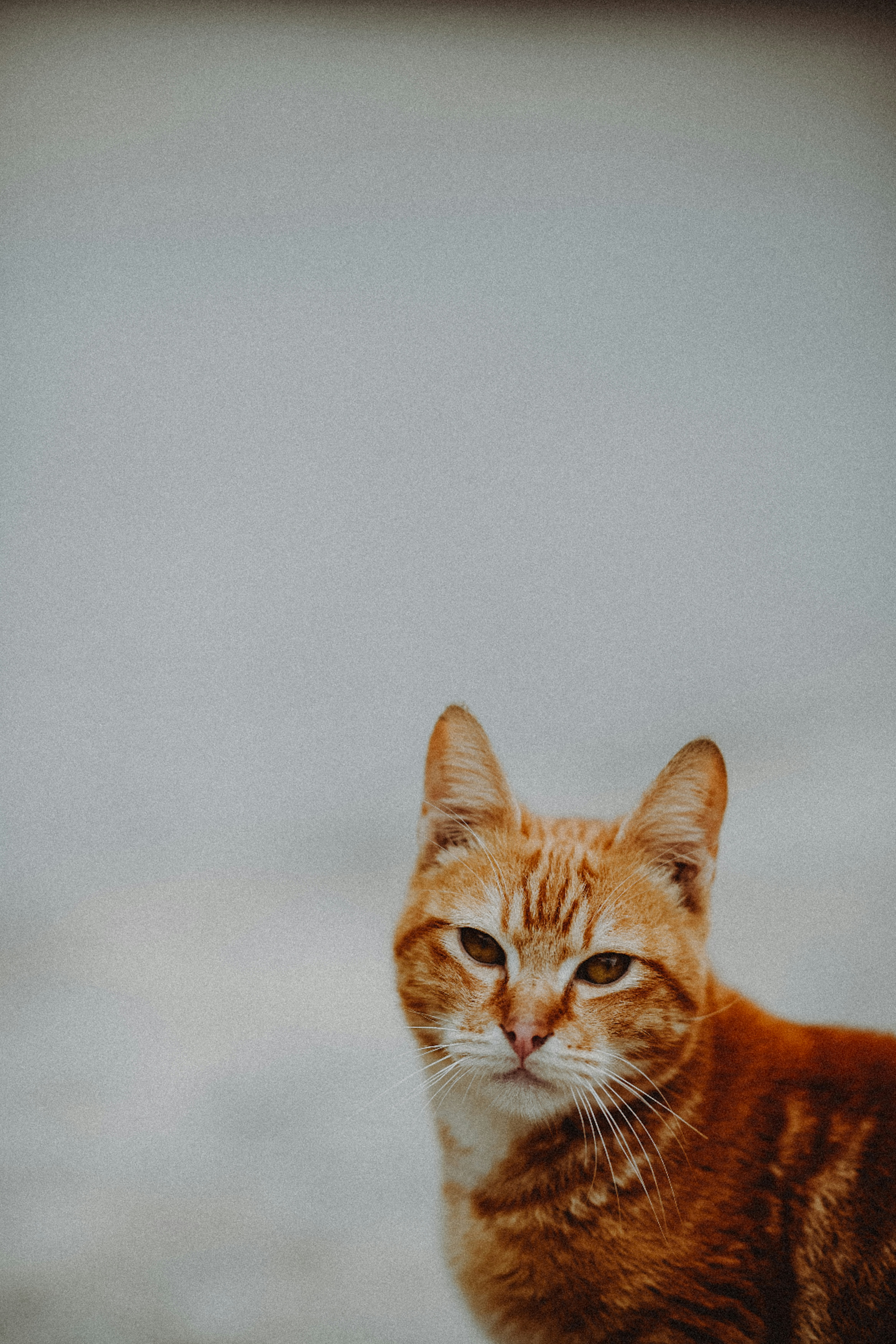 Hello, my name is Geoffrey!