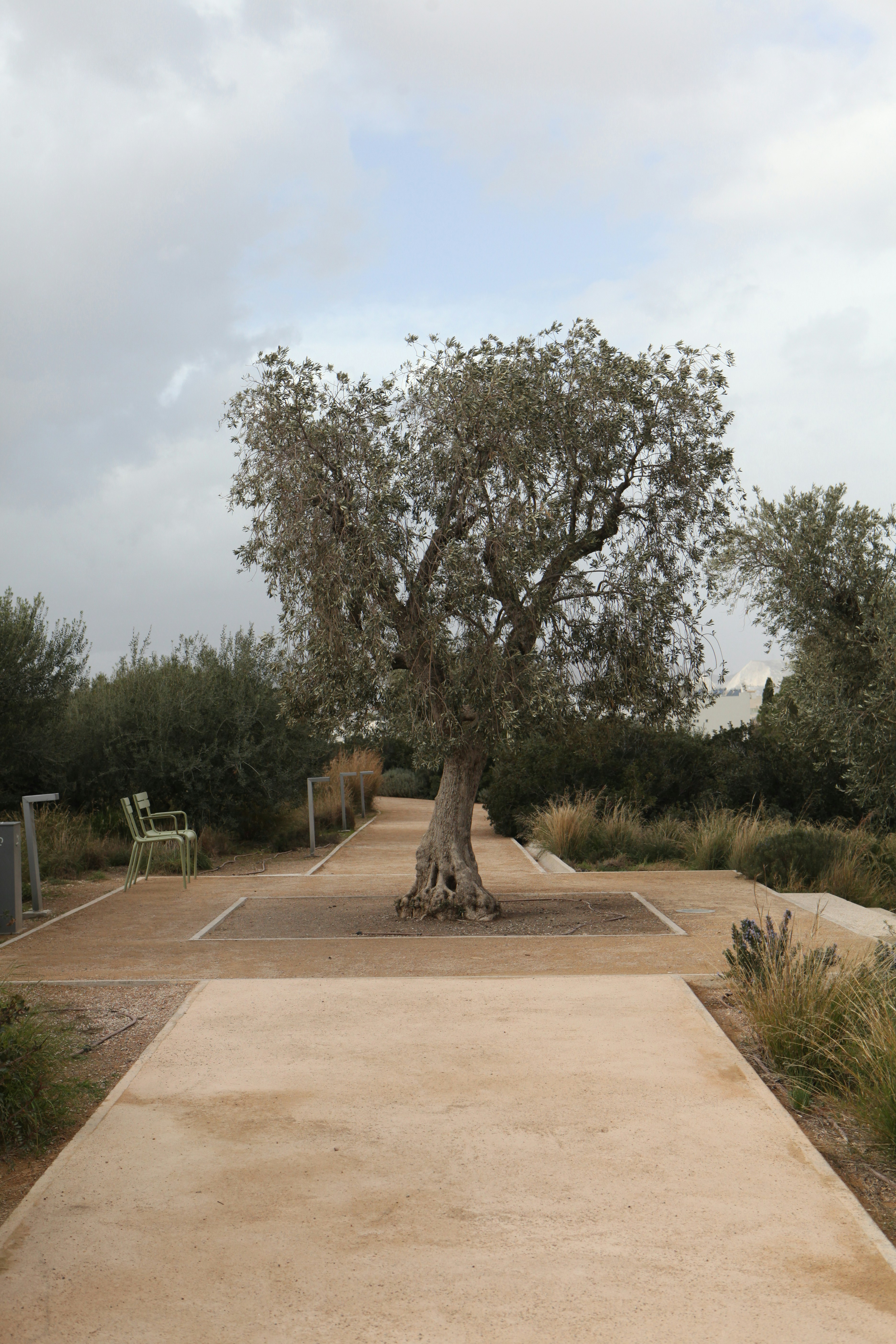 a large tree sitting in the middle of a park