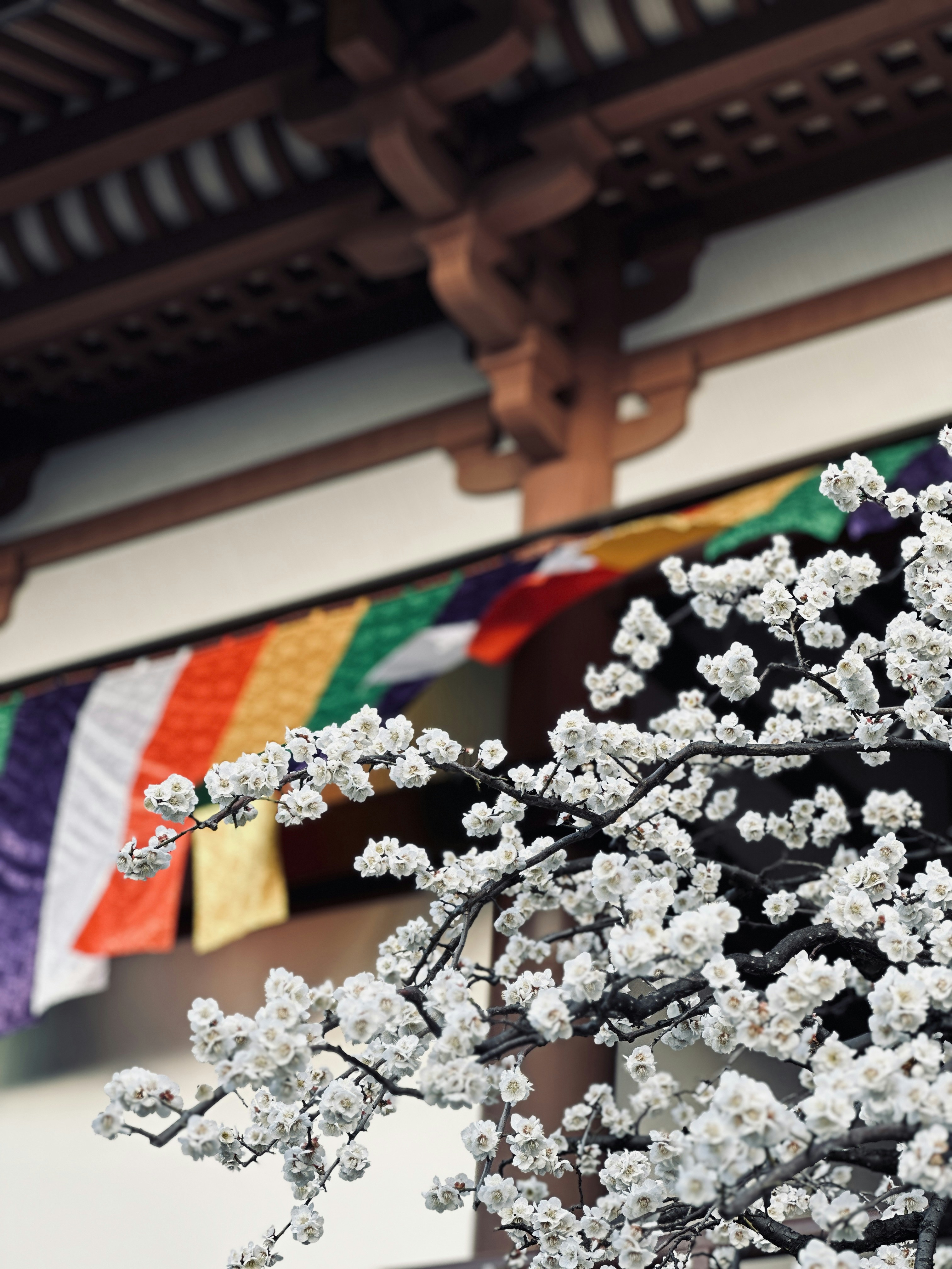 a tree with white flowers in front of a building