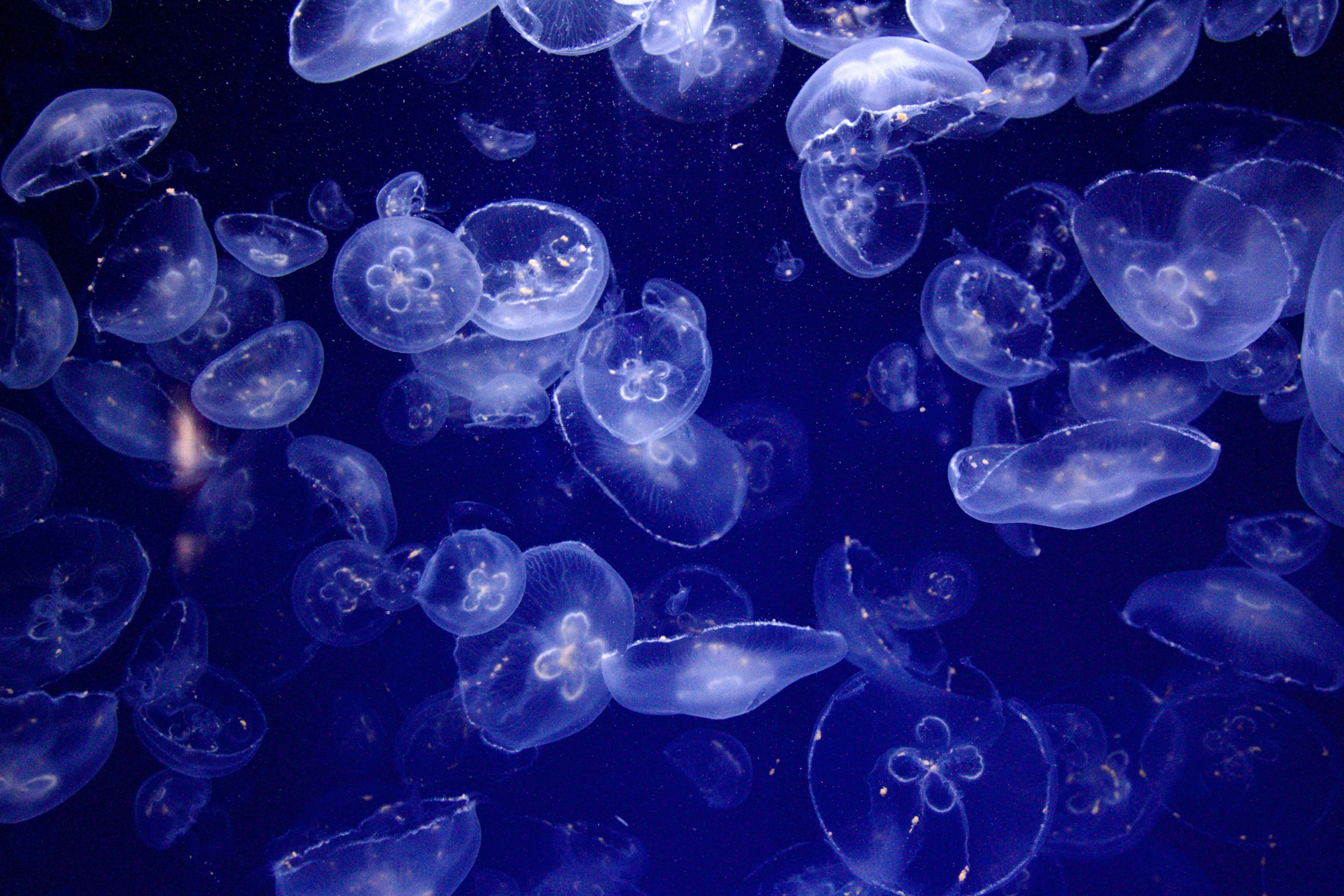 A bunch of jellyfish floating in the water photo – Free Blue Image on ...