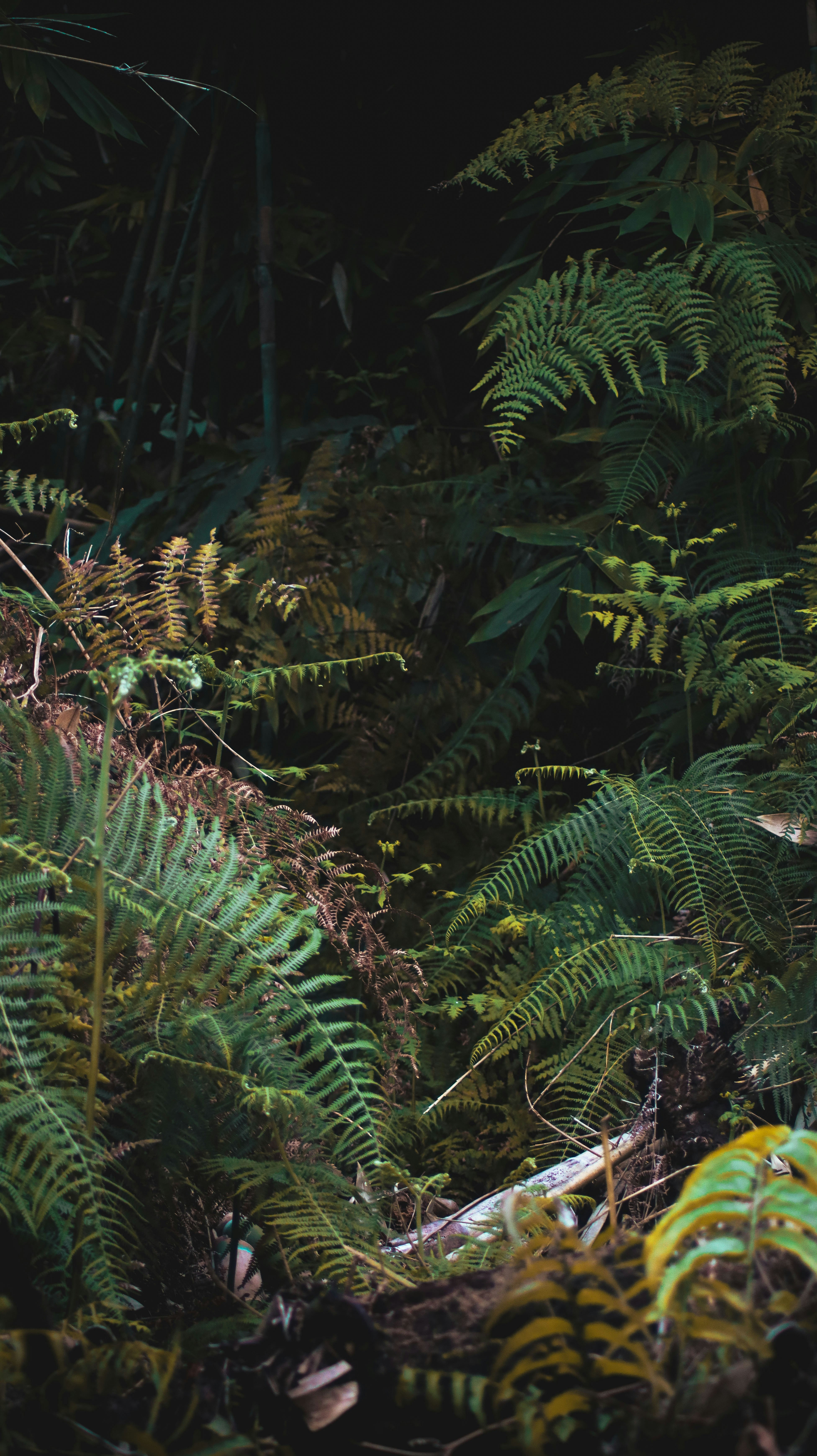 Midnight Green: A Fern-Lined Passage Through Shadowed Understory