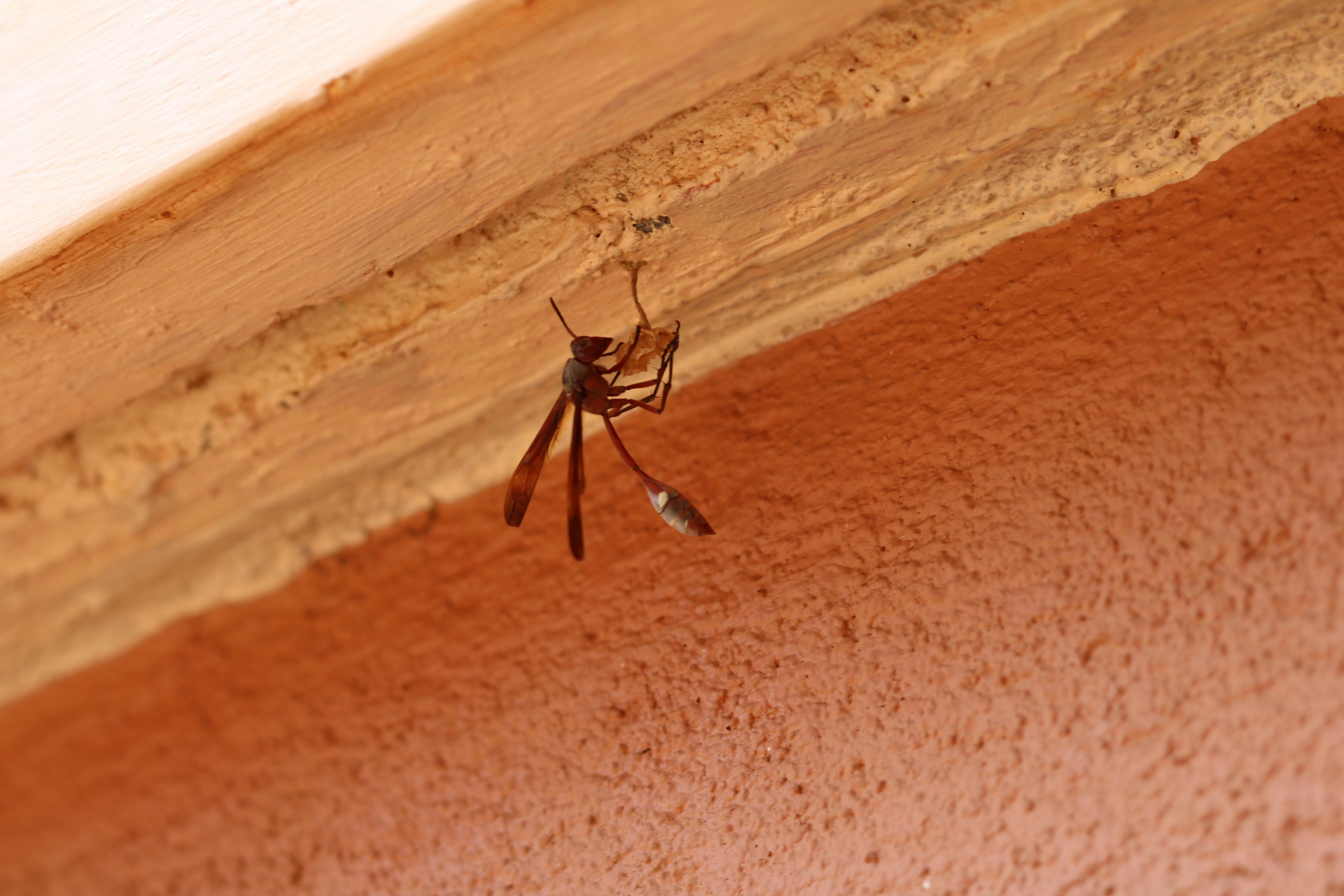 Une araignée rampant sur le côté d’un mur photo – Photo Insecte ...