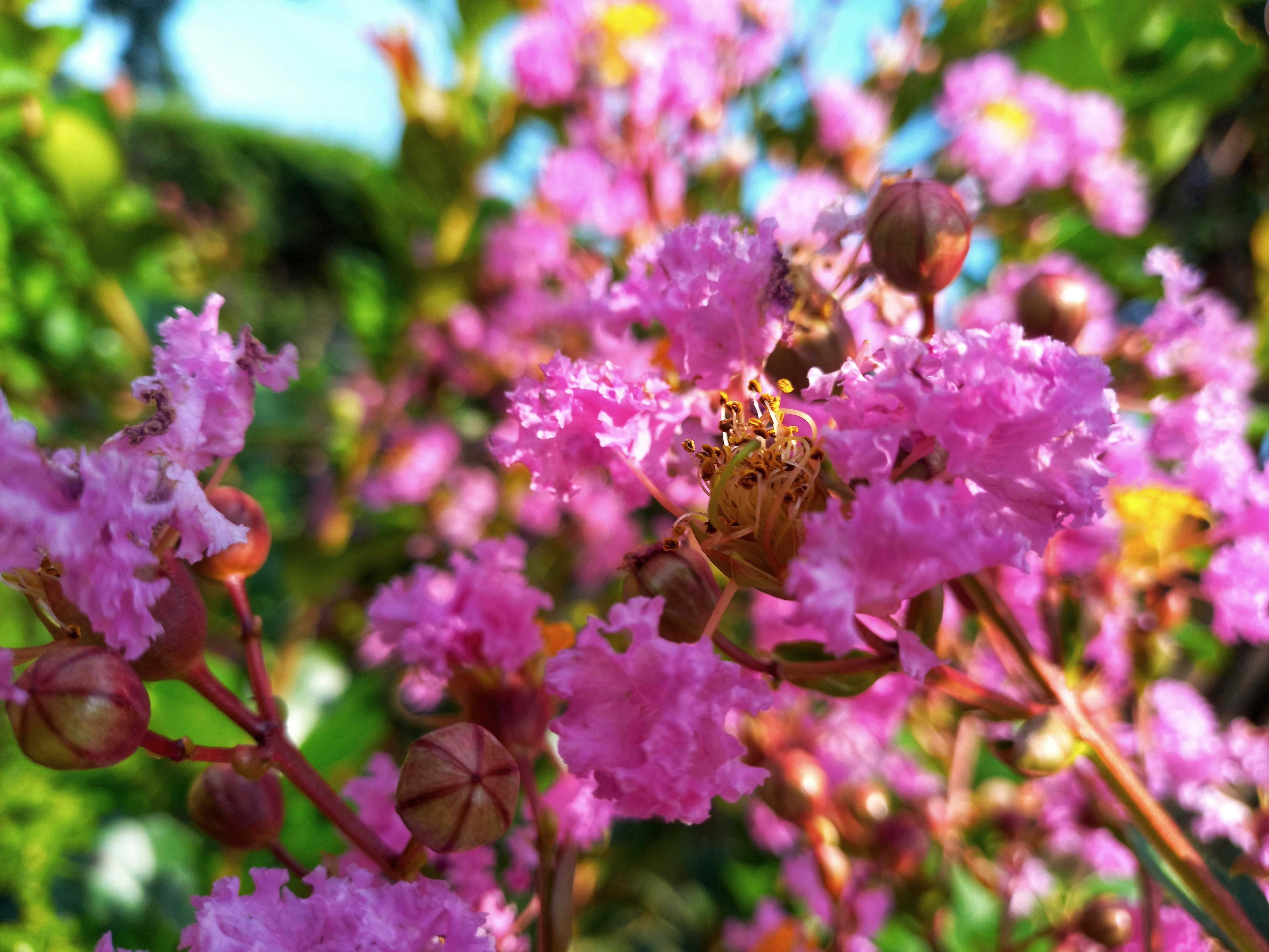 Crepe Myrtle in Full Bloom: Neon Pink Petal Clouds in a Sunlit Garden
