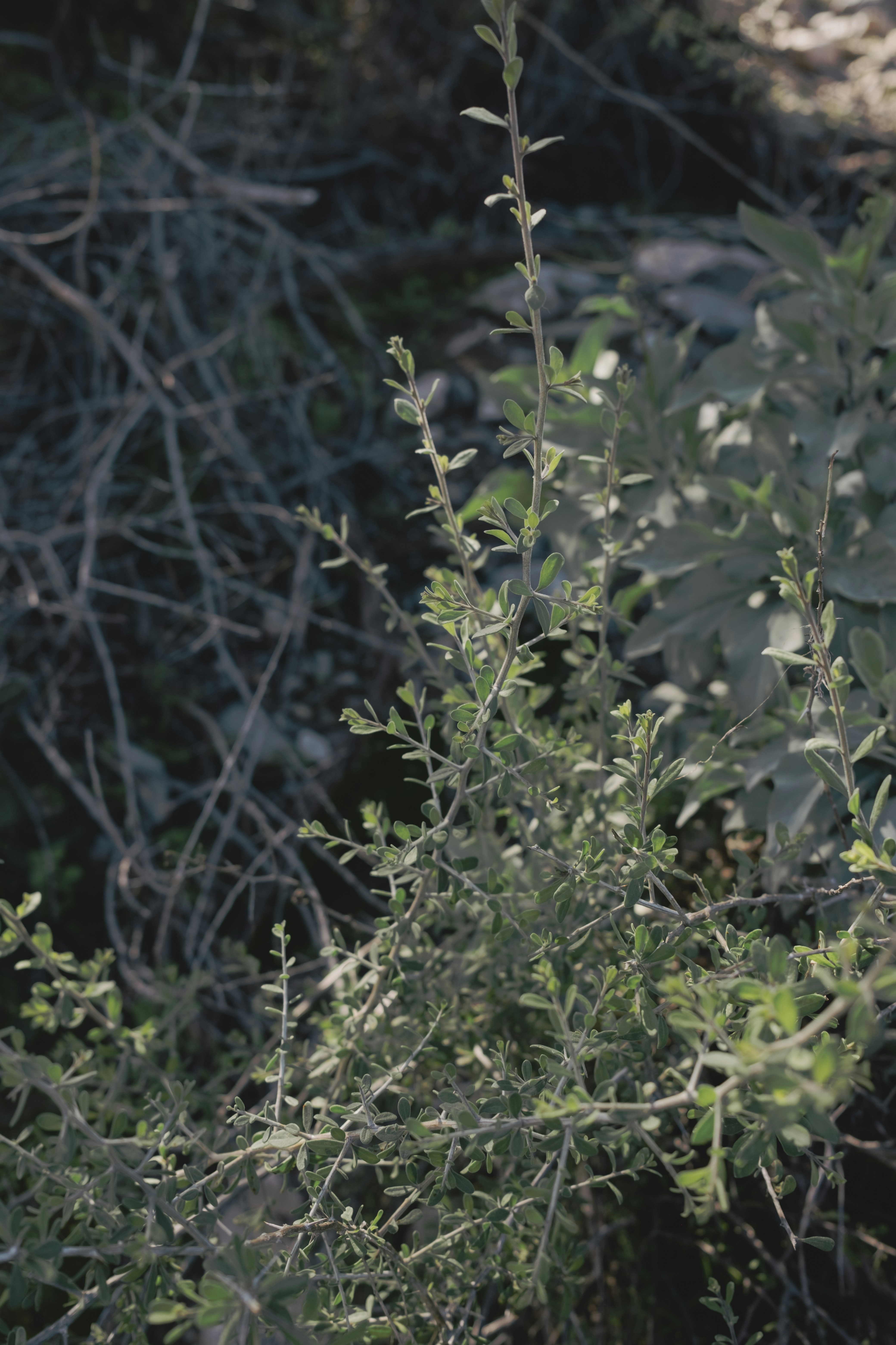 Delicate green foliage intertwines with dry branches, showcasing the resilience of nature in a sunlit environment.