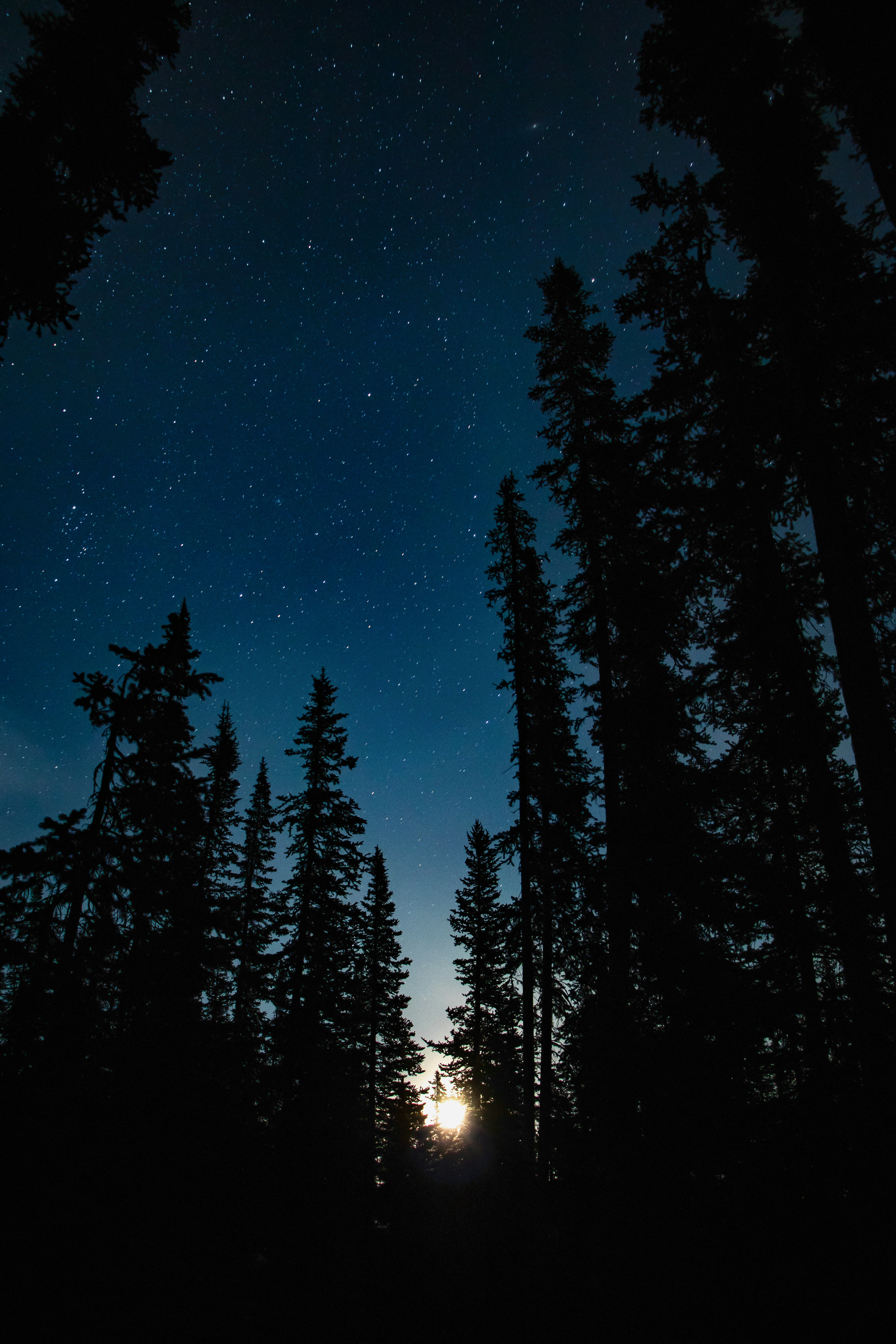 The night sky is lit up by the stars above the trees photo – Free ...