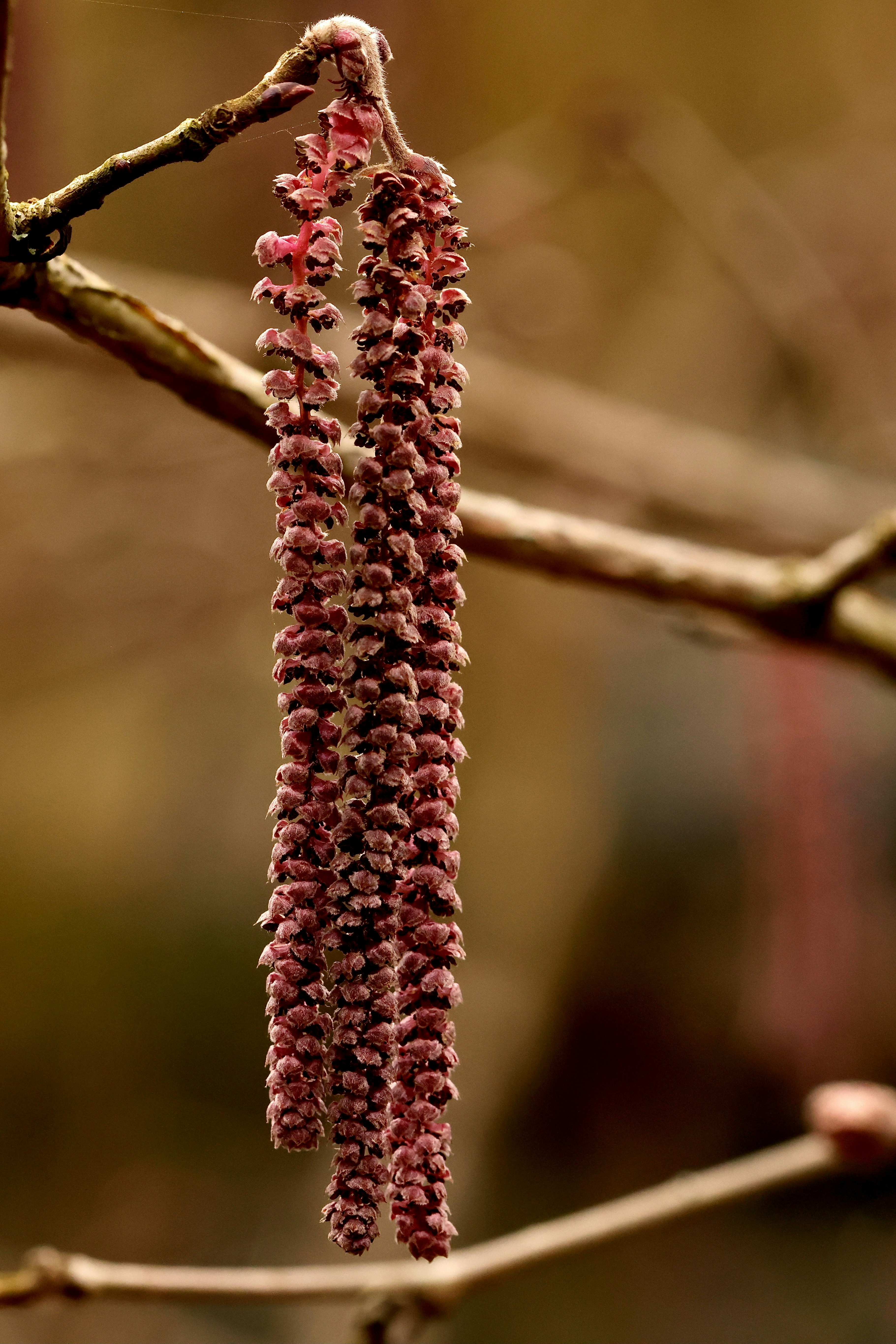 Delicate catkins hanging from a branch, showcasing intricate textures and muted colors against a soft background.