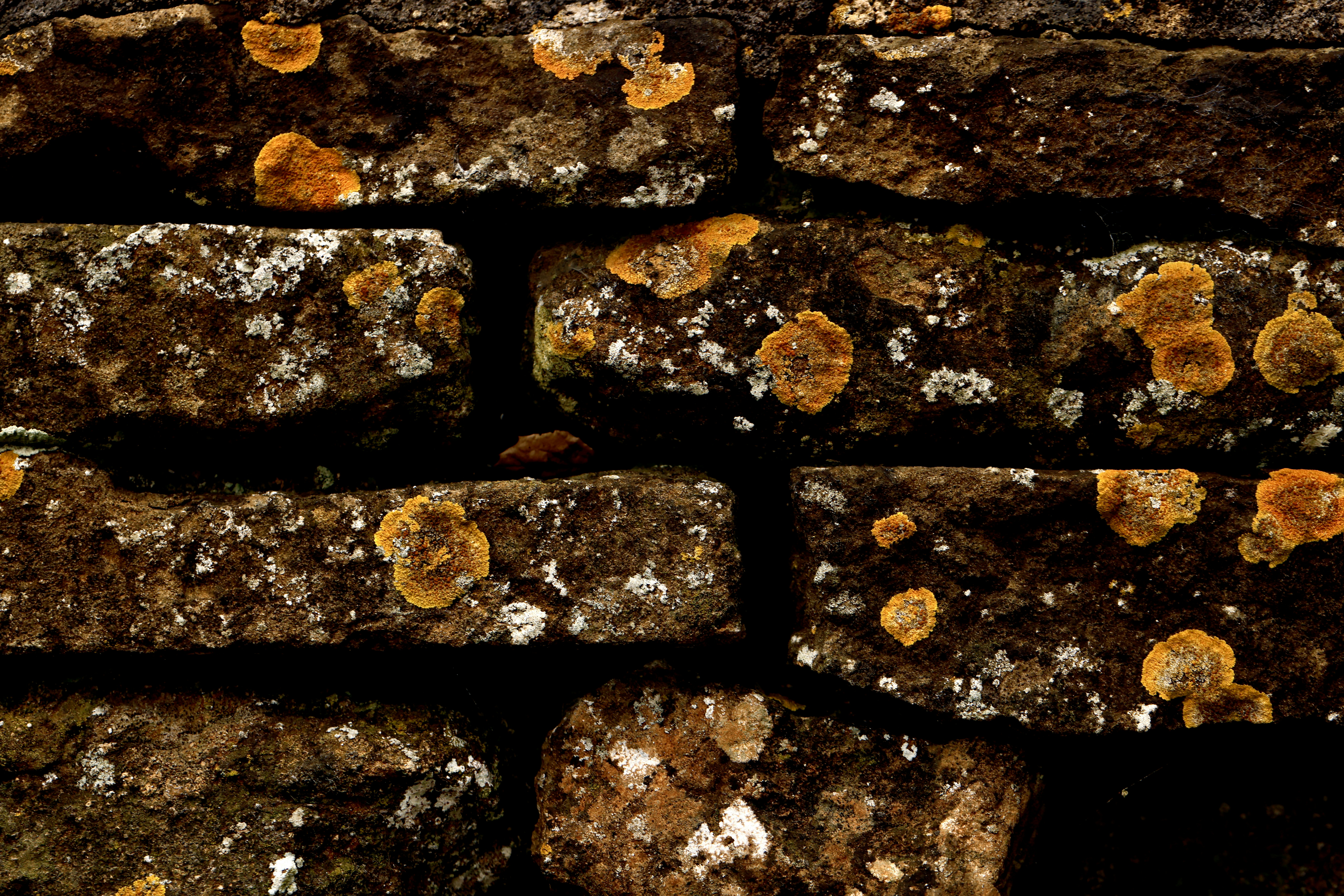 Timeworn Stonework Adorned with Orange Lichen