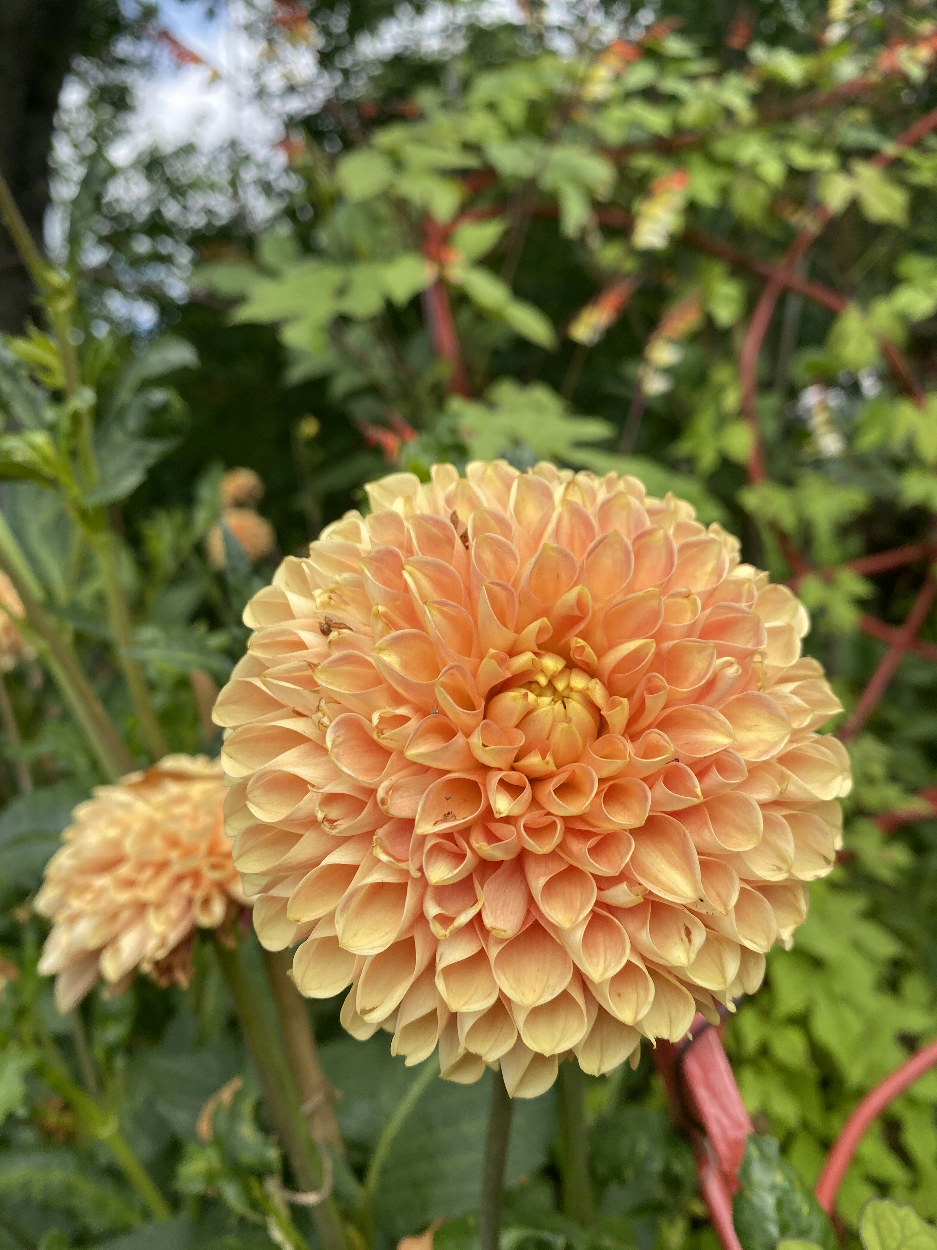 Sun-Kissed Dahlia: a peachy orb of intricate petals