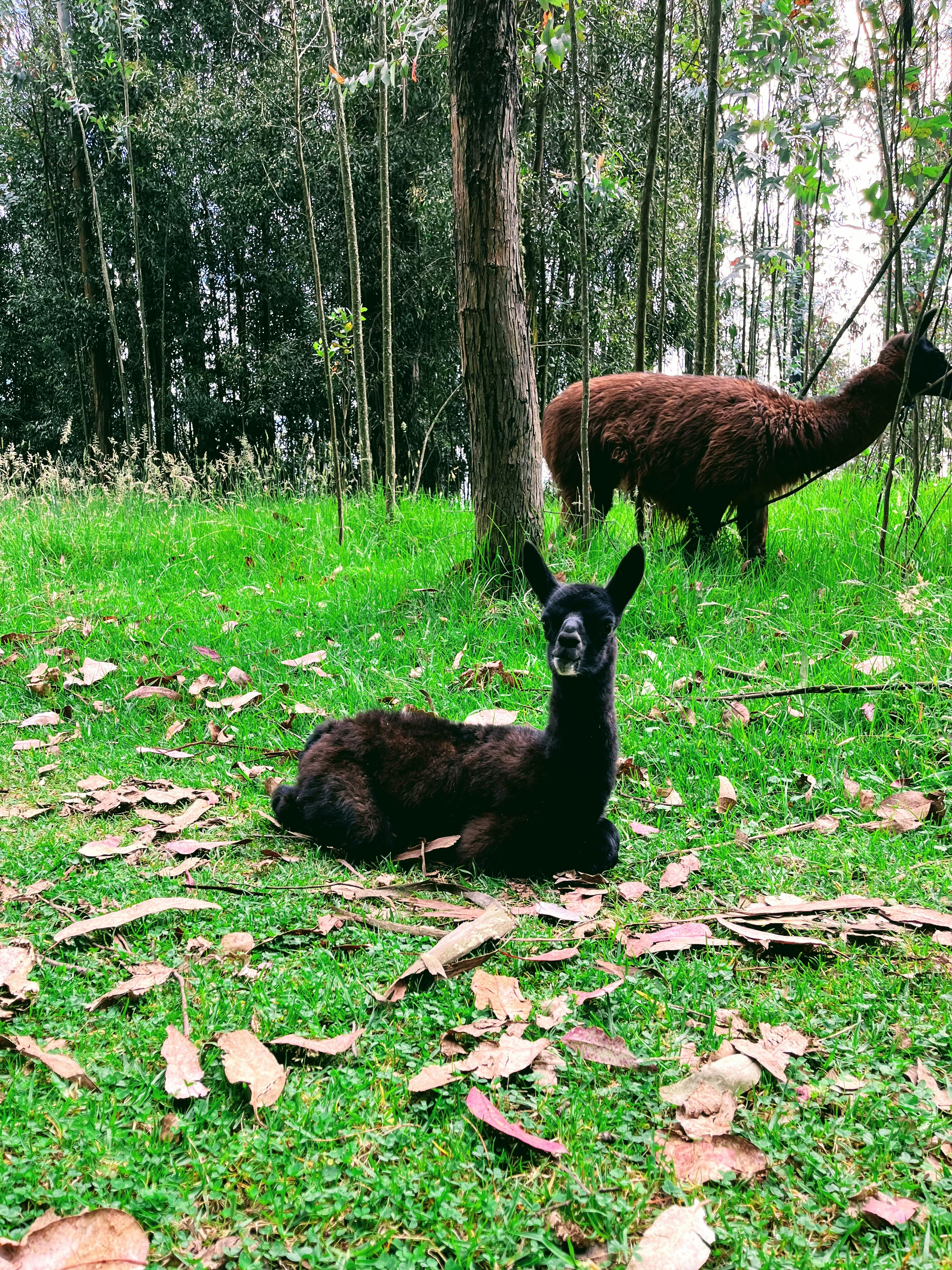 Velvet in the Green Clearing: A Black Alpaca Resting with a Brown Companion Nearby