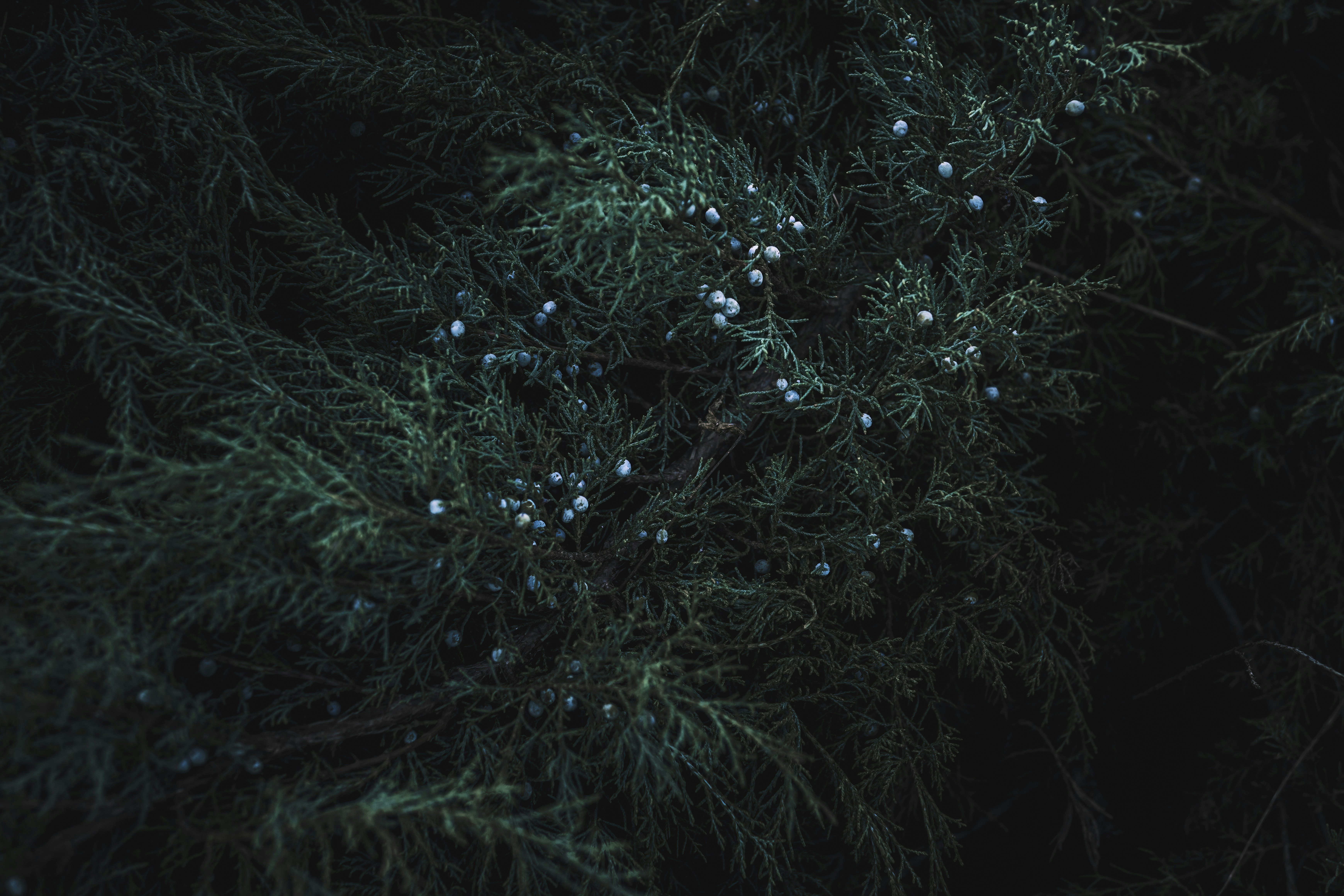 Dark green Juniper tree with berries