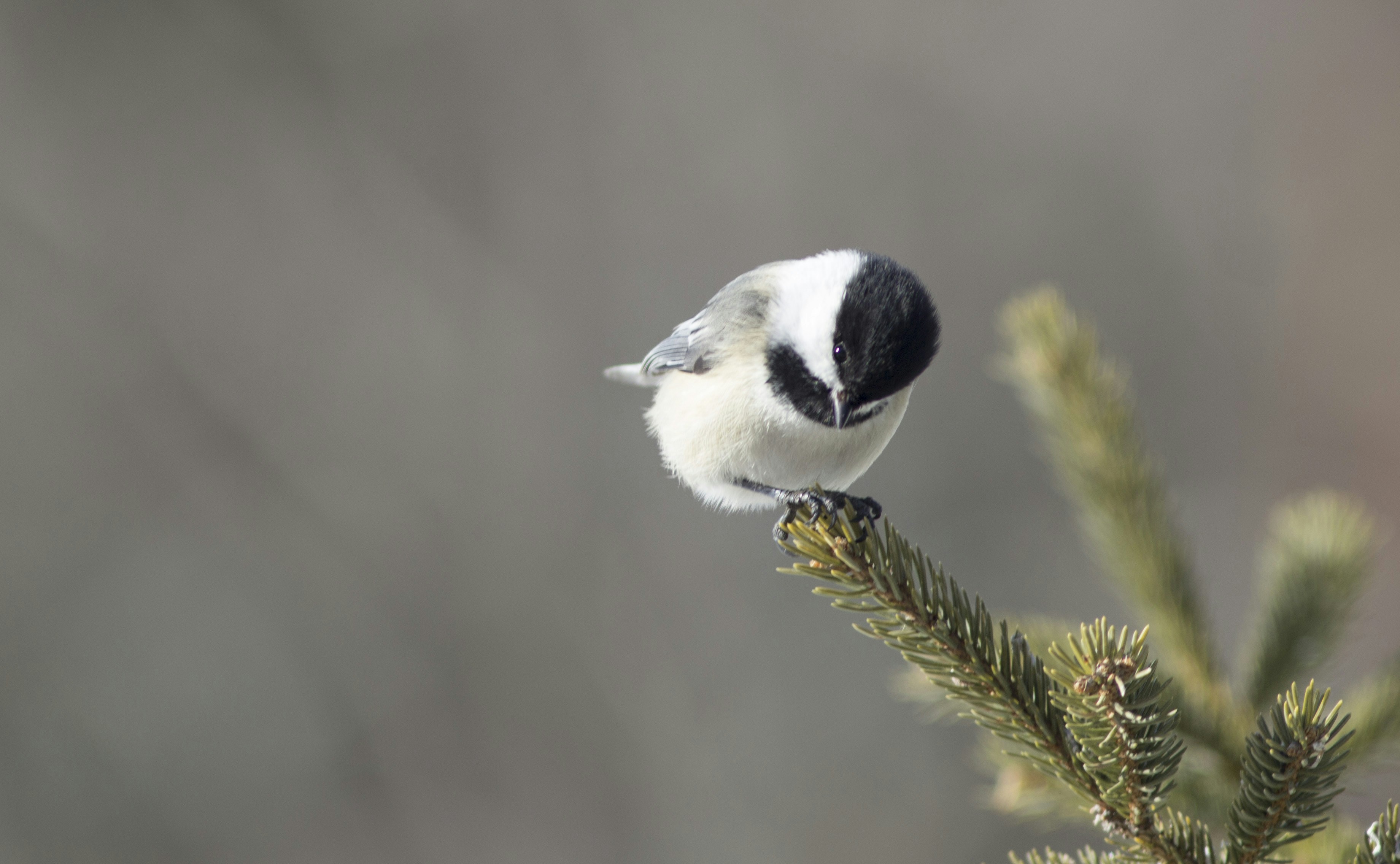Black-capped Chickadee Perch: A Tiny Feathered Sentinel on a Conifer Needle