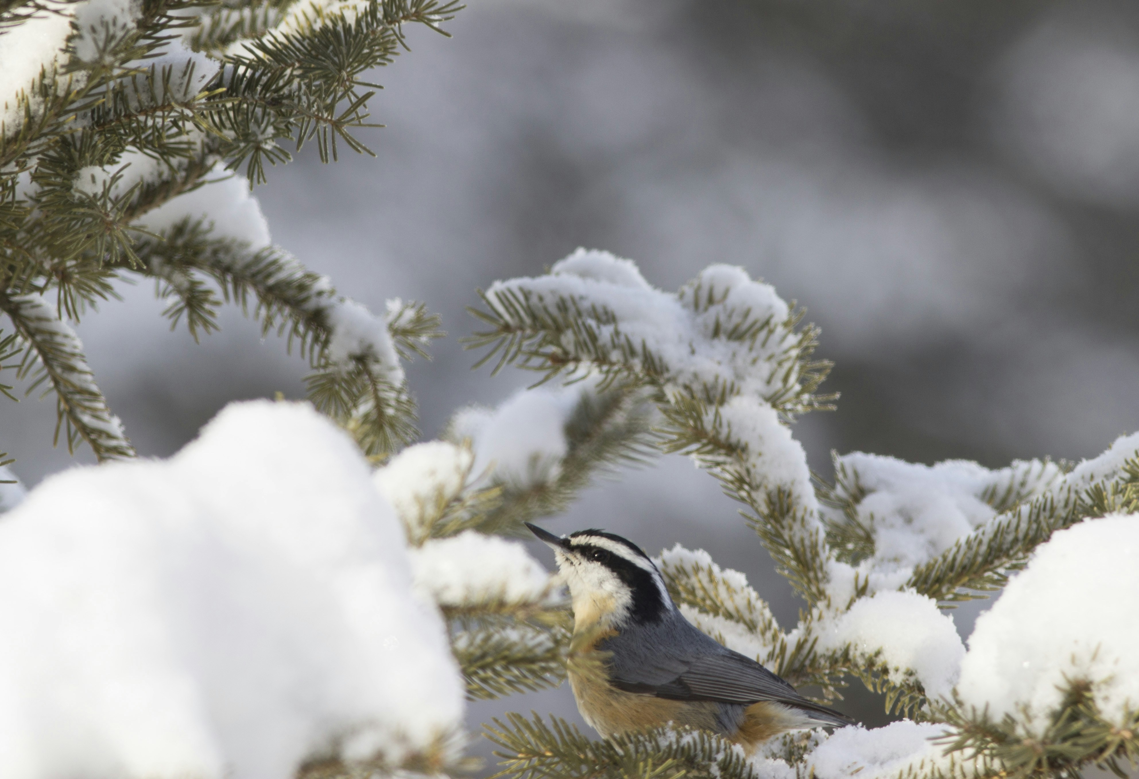 A bird perched on a branch of a tree covered in snow photo – Free ...
