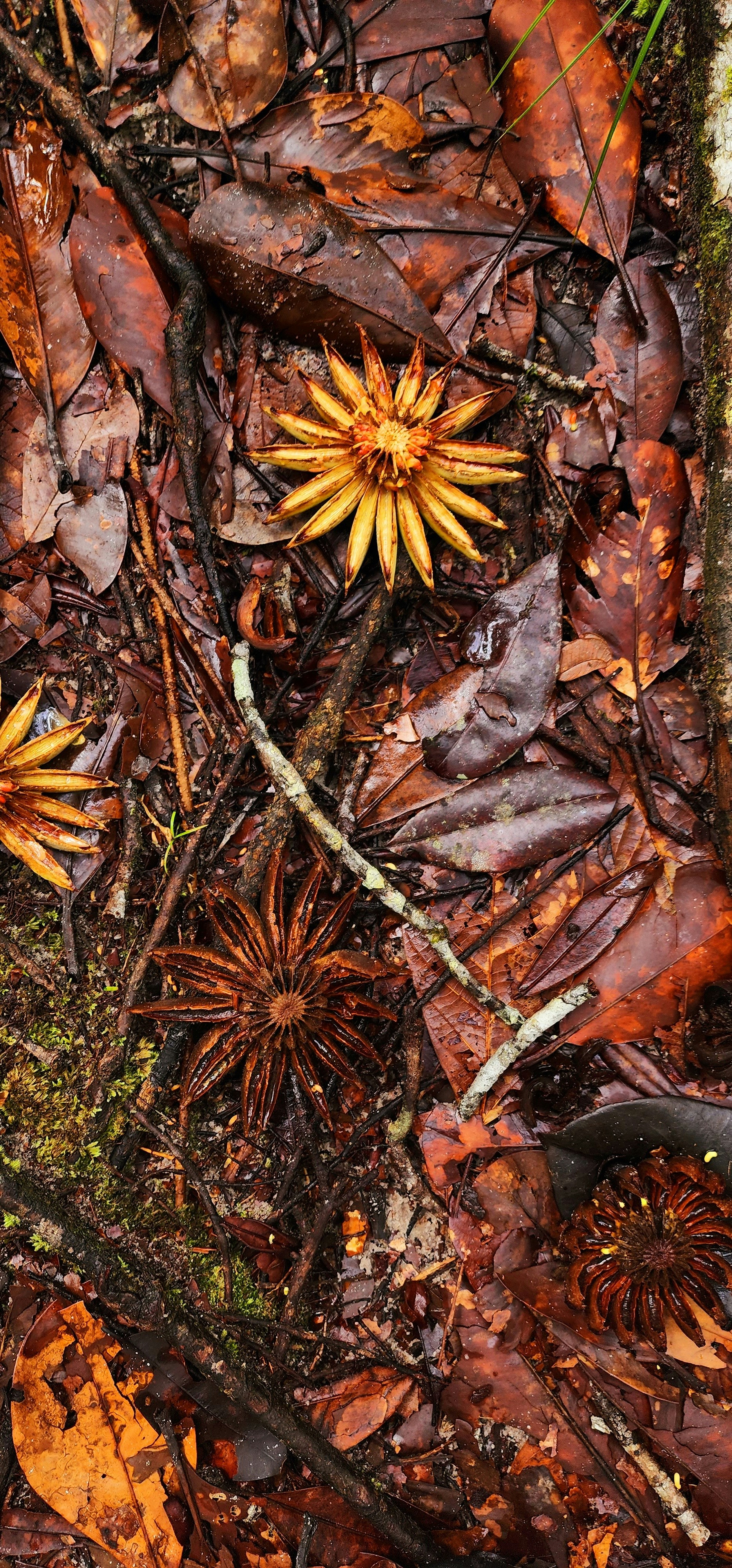 a yellow flower sitting on top of leaves on the ground