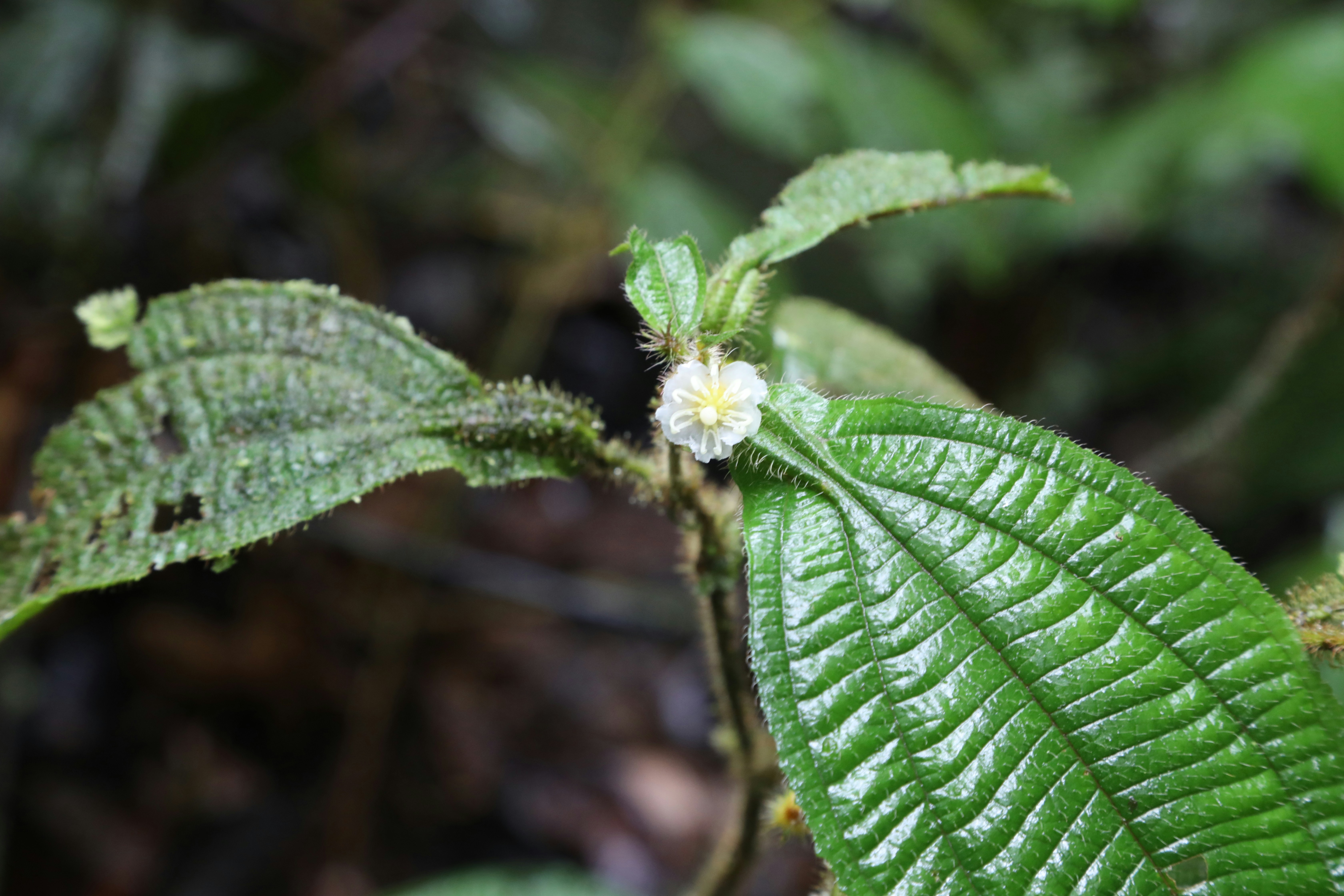 Dew-kissed Bloom Between Veined Leaves