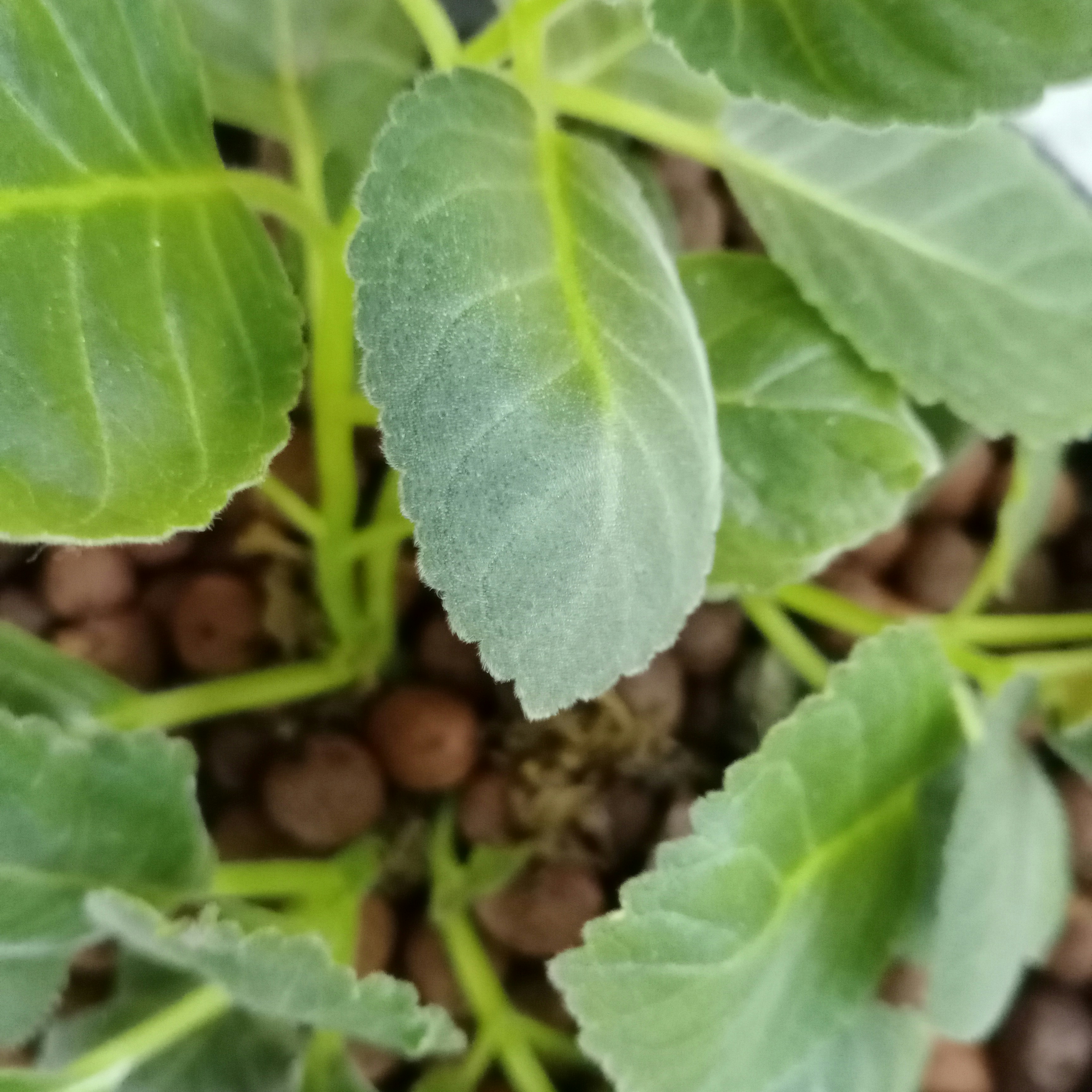 Photo by Ibrahim Shohimi with Vivo S1