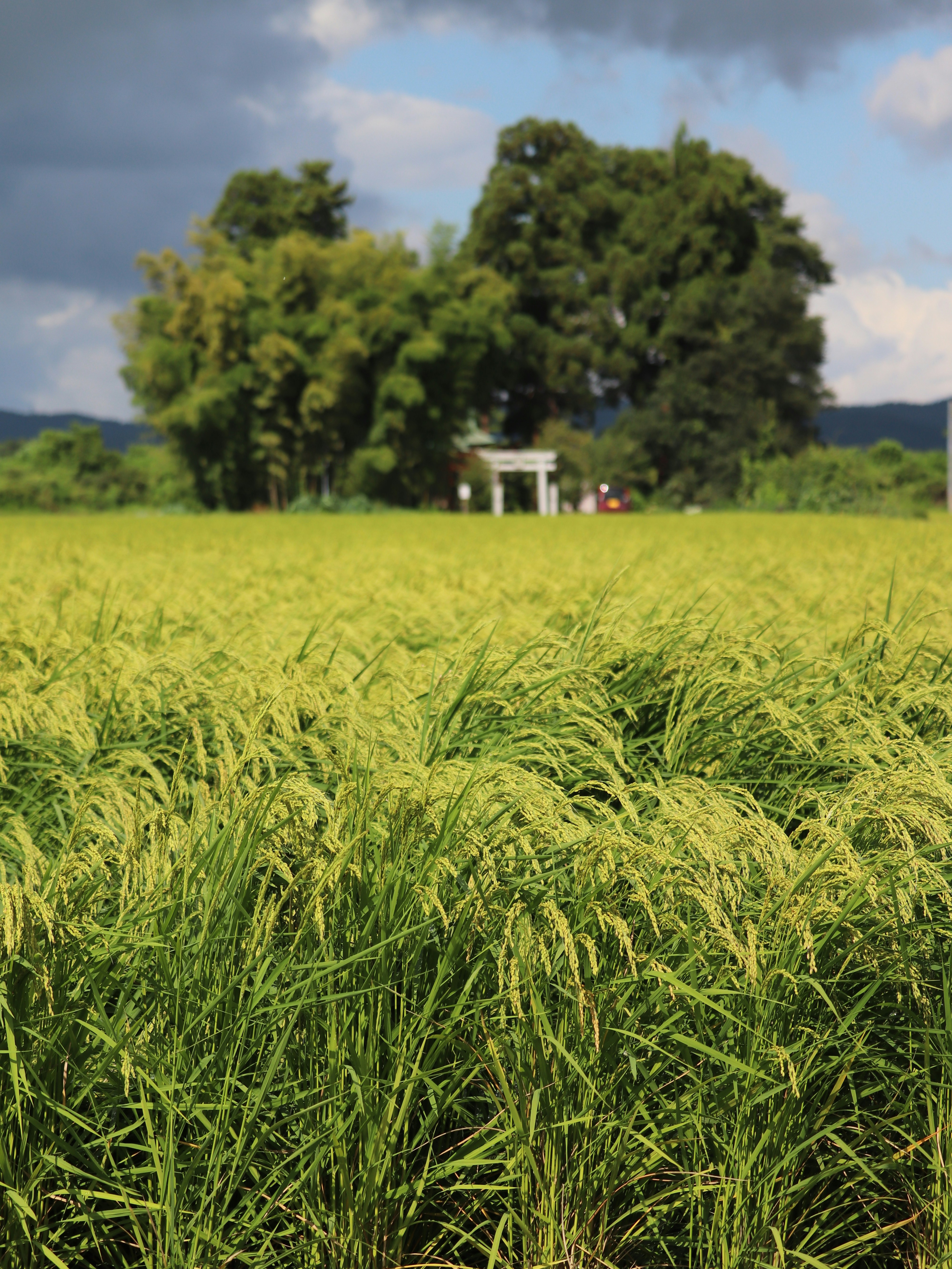 a field of tall green grass under a cloudy sky
