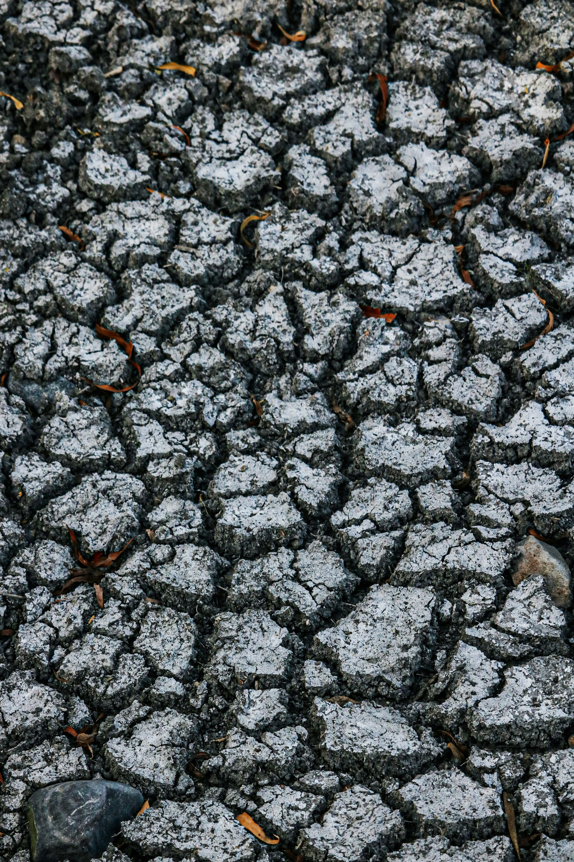 a bird is sitting on the cracked ground