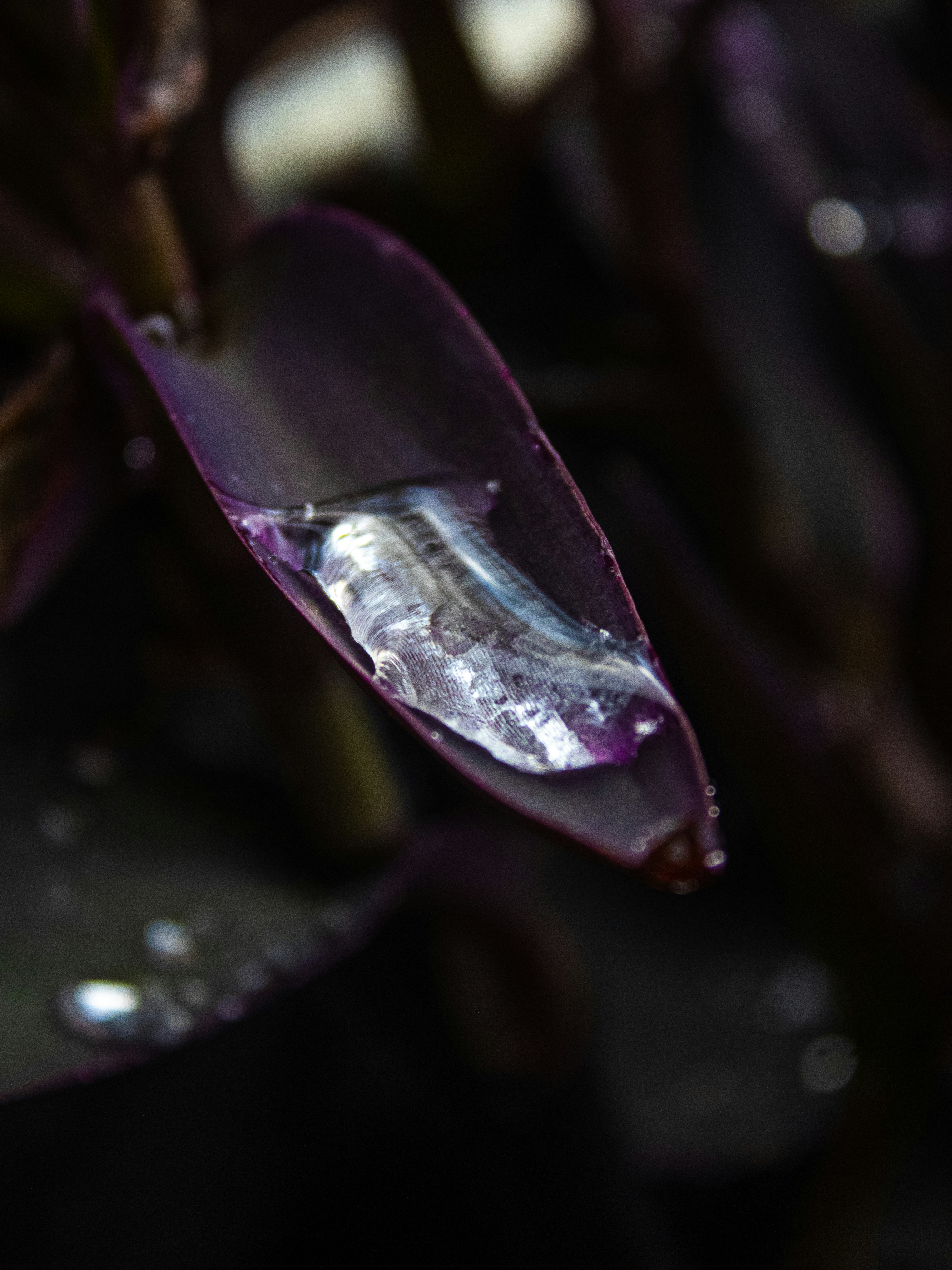 a purple plant with water droplets on it