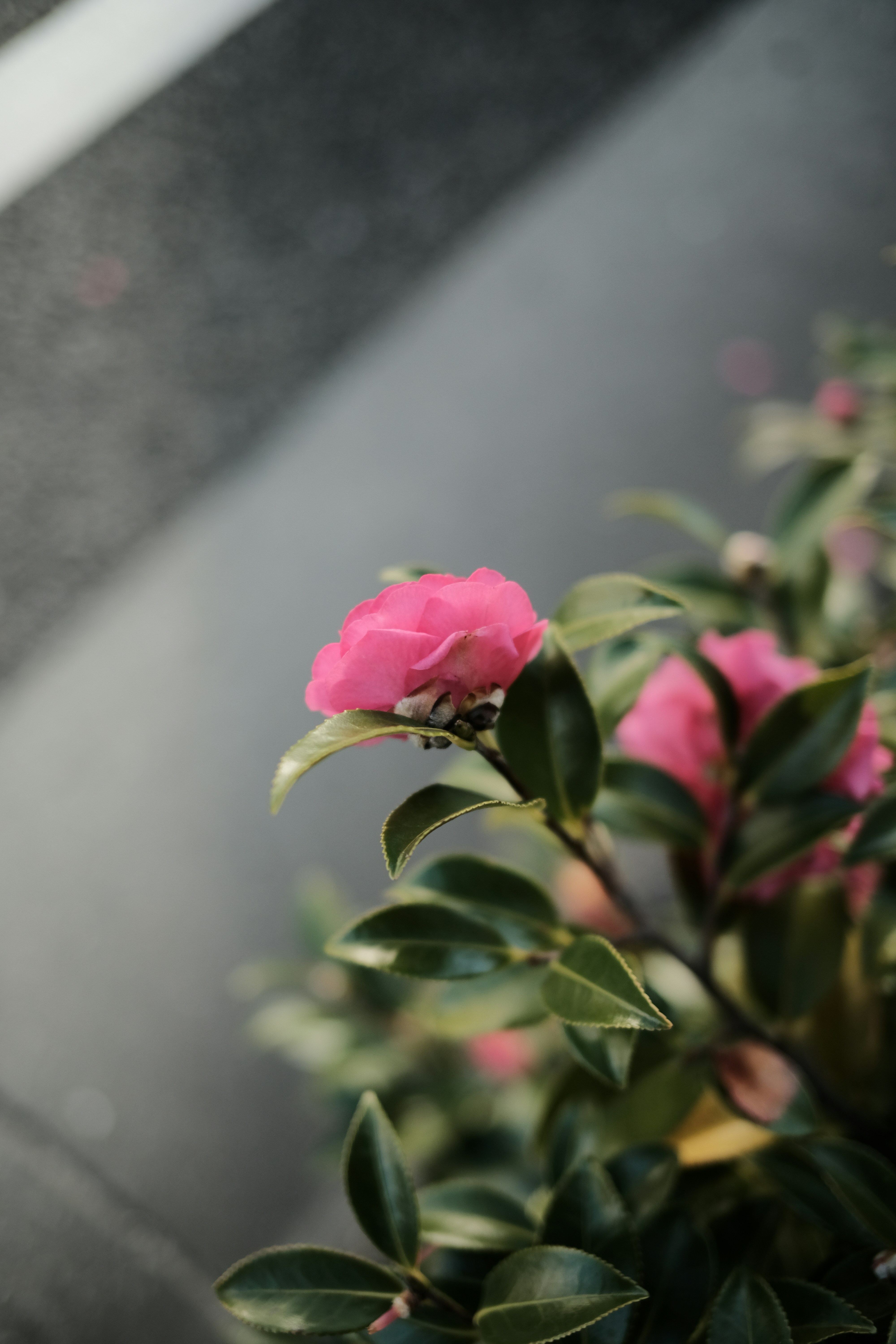 Petals in Focus, Pavement in Blur: A Pink Camellia's Quiet Moment