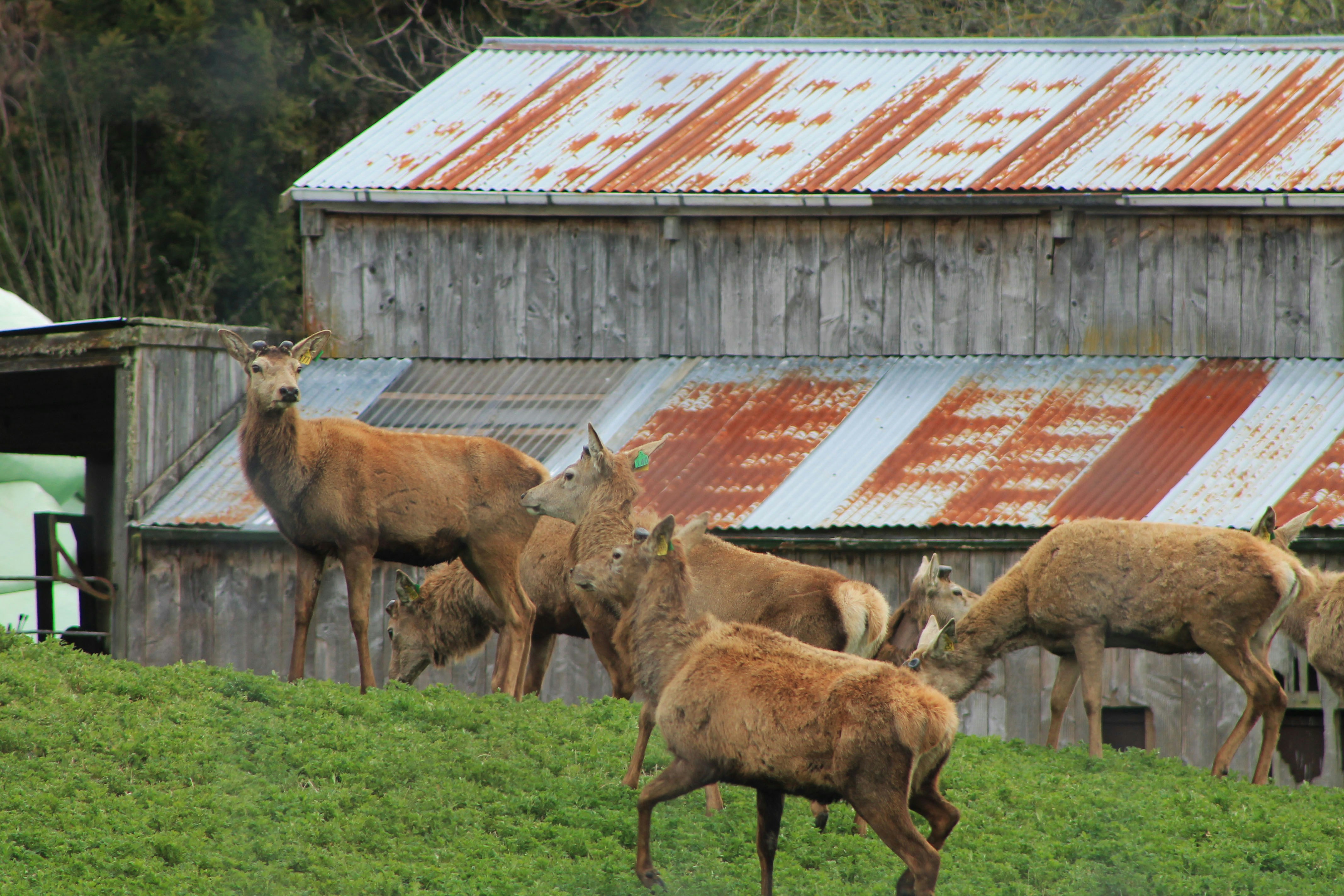 Herd by the Rusted Roof: Deer at the Edge of a Green Hill