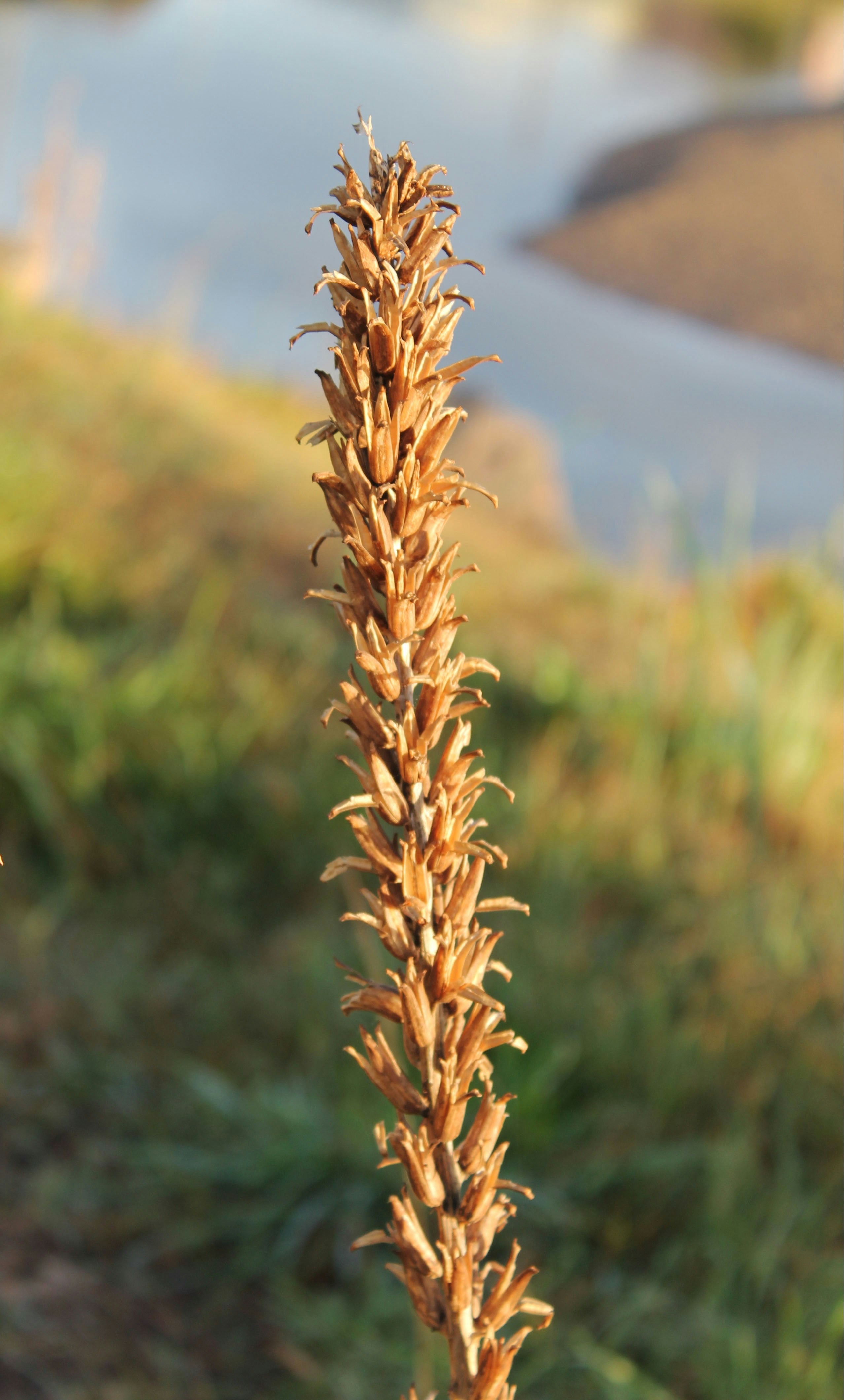 Dried flower stalk reaching toward the sun, set against a blurred background of water and greenery.
